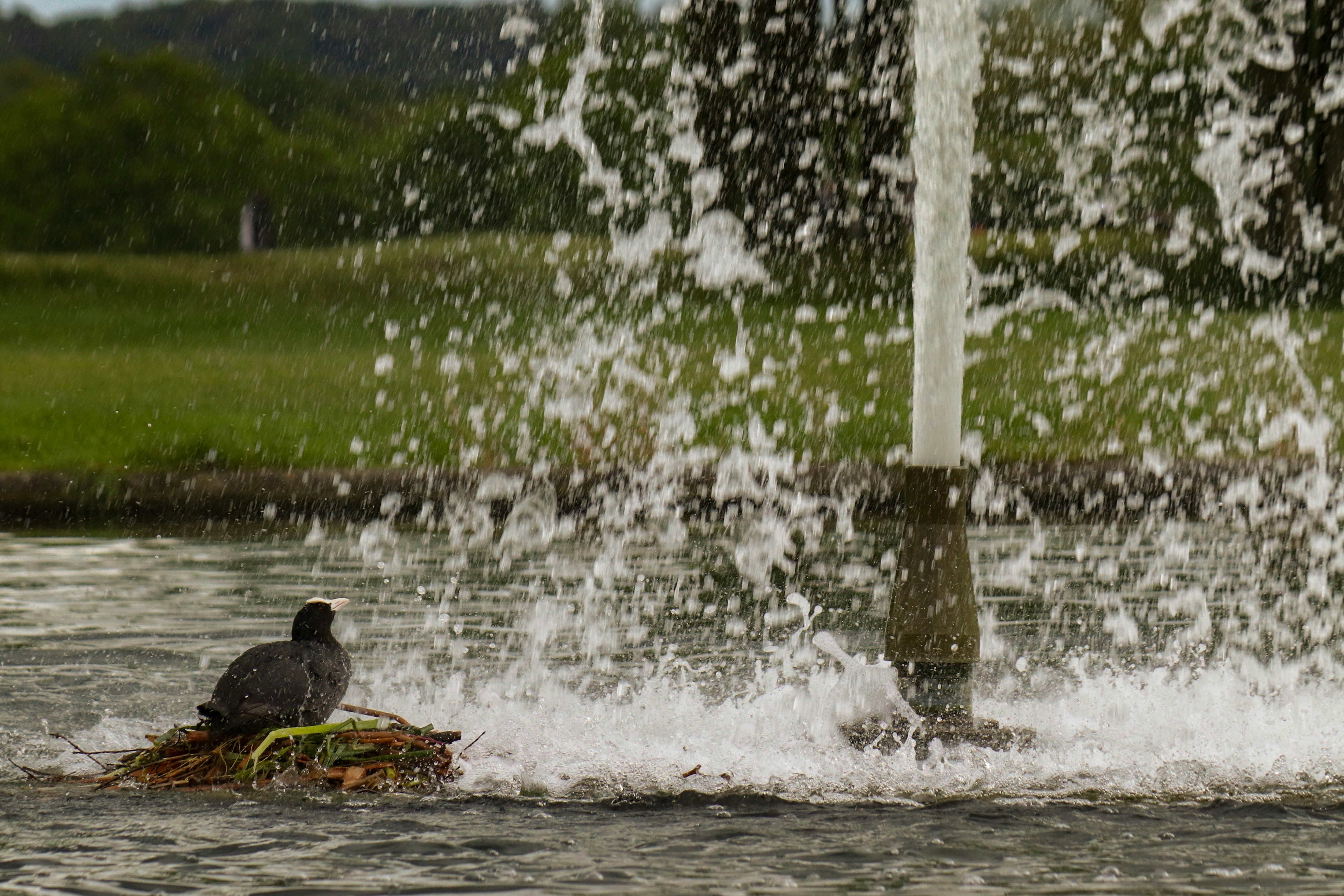 Moorhen's Quiet Nest Braced Against a Fountain's Spray