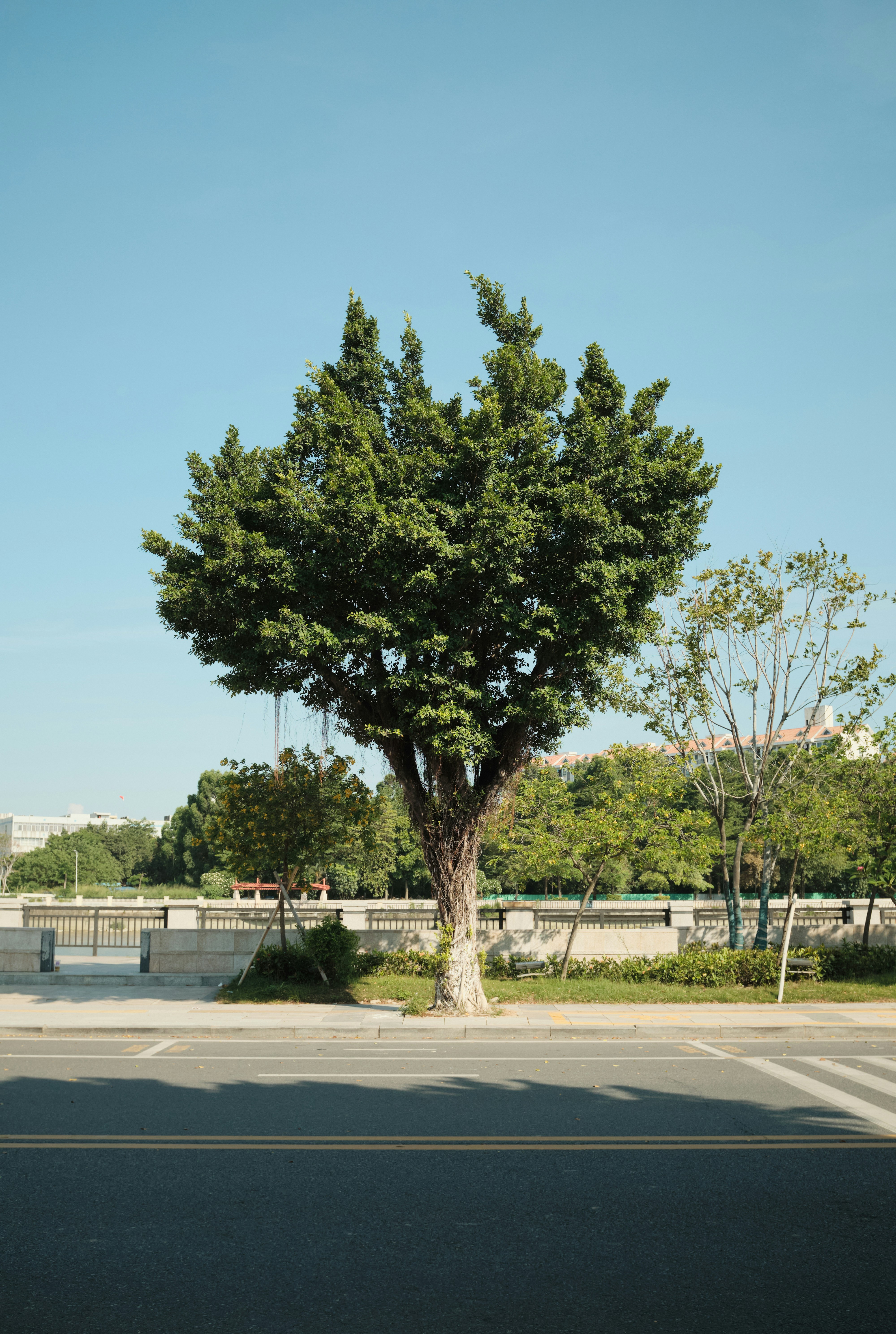 The Centerpiece Canopy: A Tree Anchoring a Calm City Street