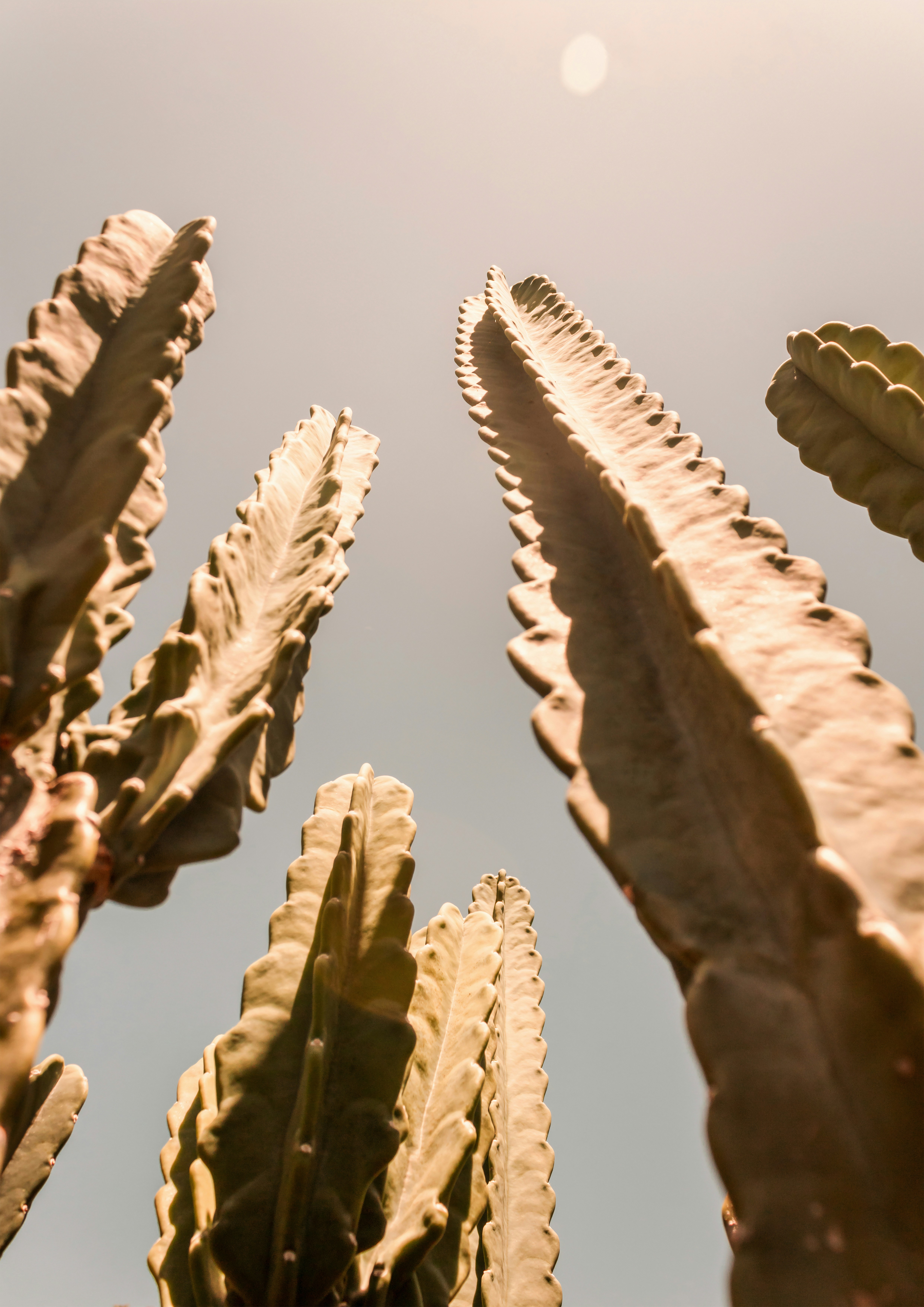 Helena Nunes-Santana (@helenanusant) | Unsplash 사진 커뮤니티