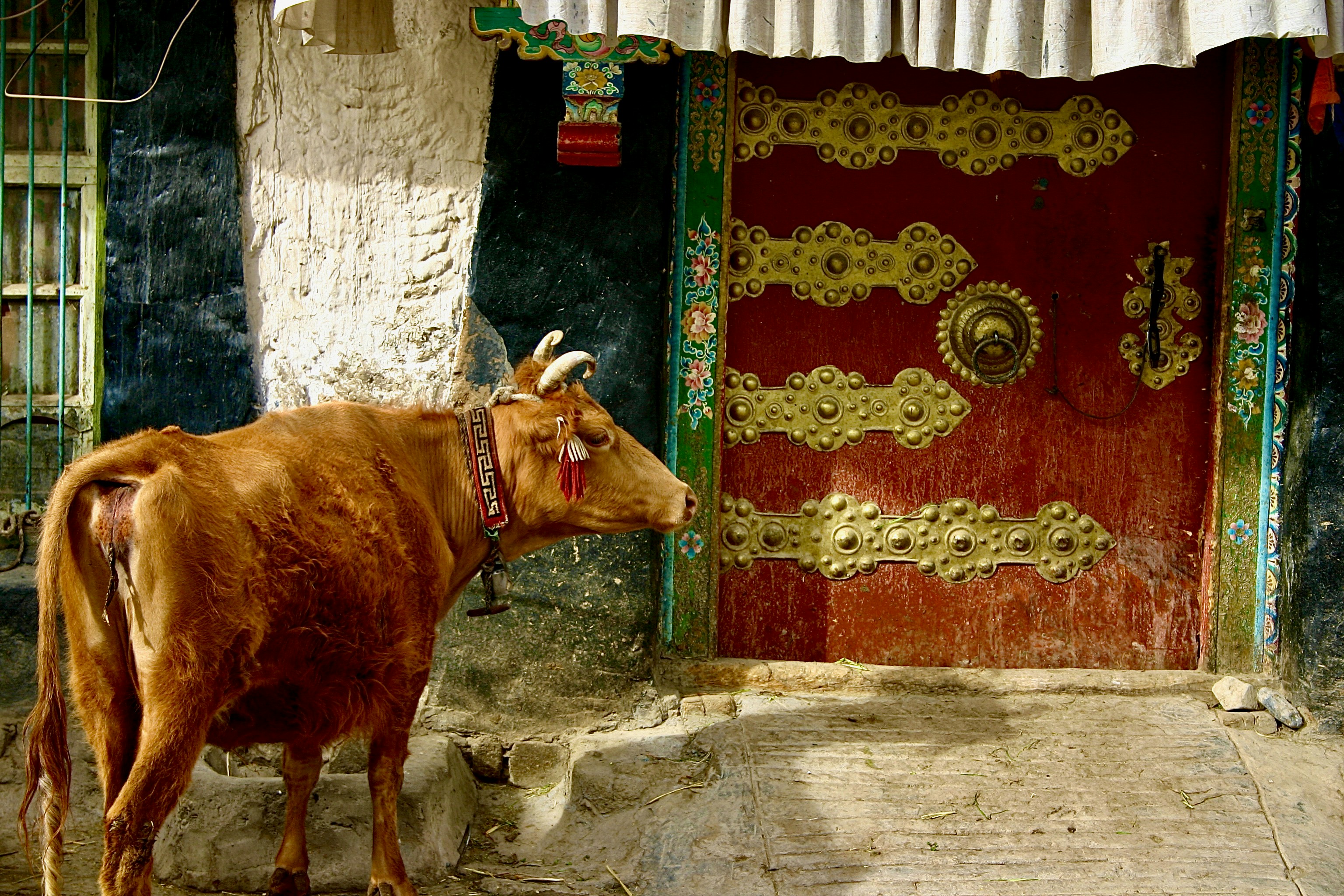 Brown Cow Before a Hand-Painted Temple Door
