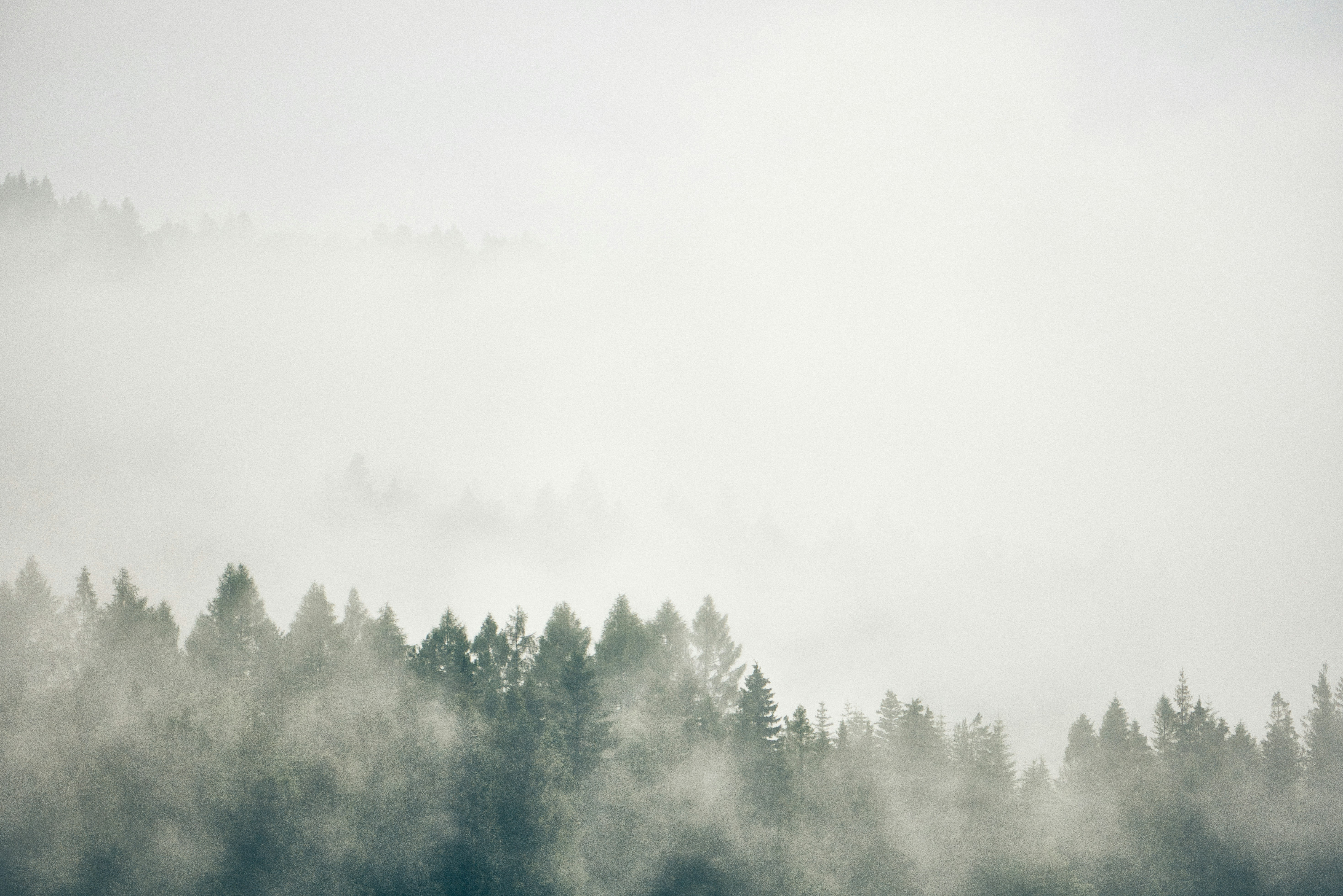 Dense fog enveloping a forest, with silhouettes of evergreen trees emerging from the haze.