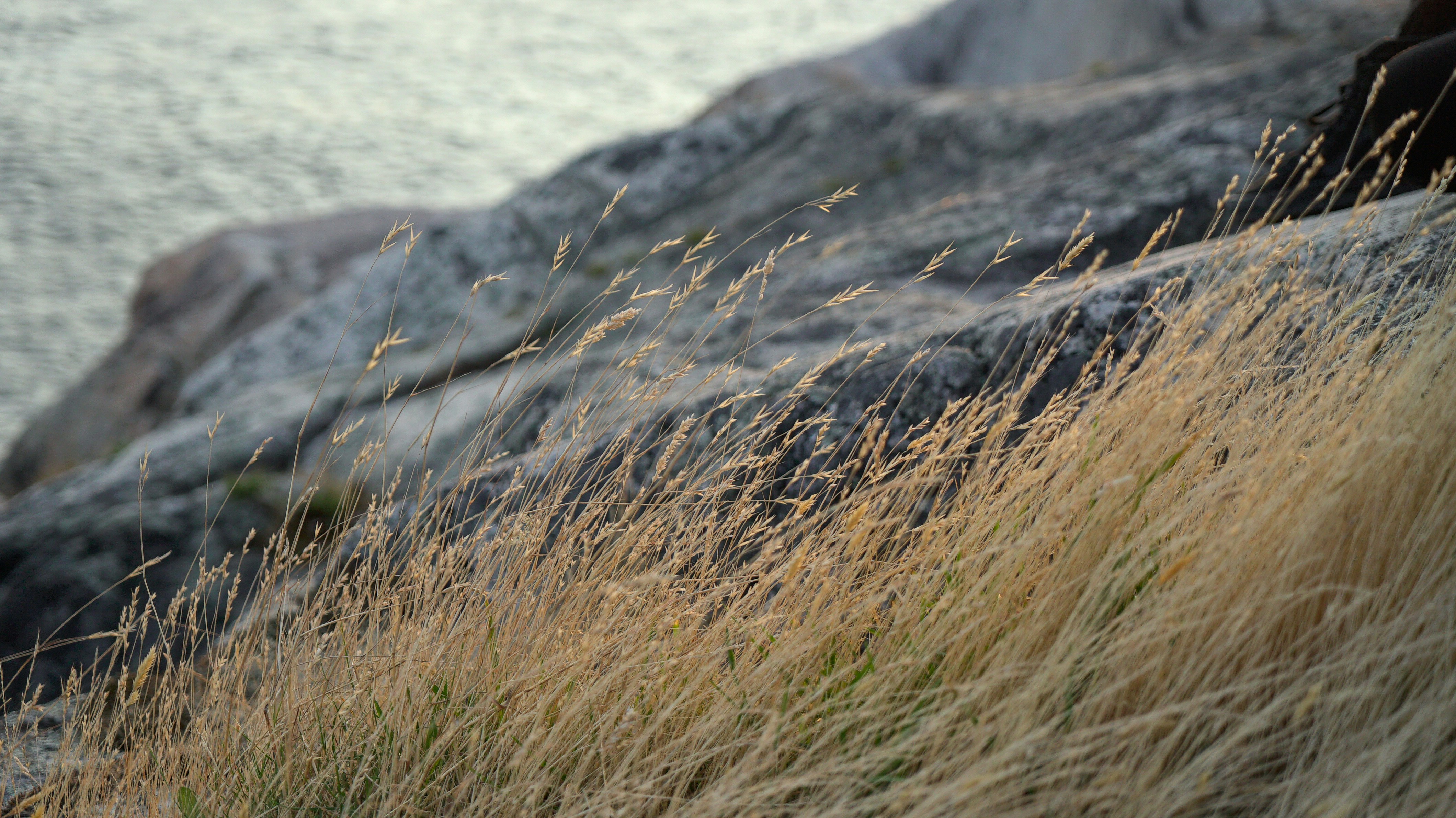 Golden grasses sway gently against rugged rocks by the water's edge, capturing the essence of a tranquil coastal landscape.