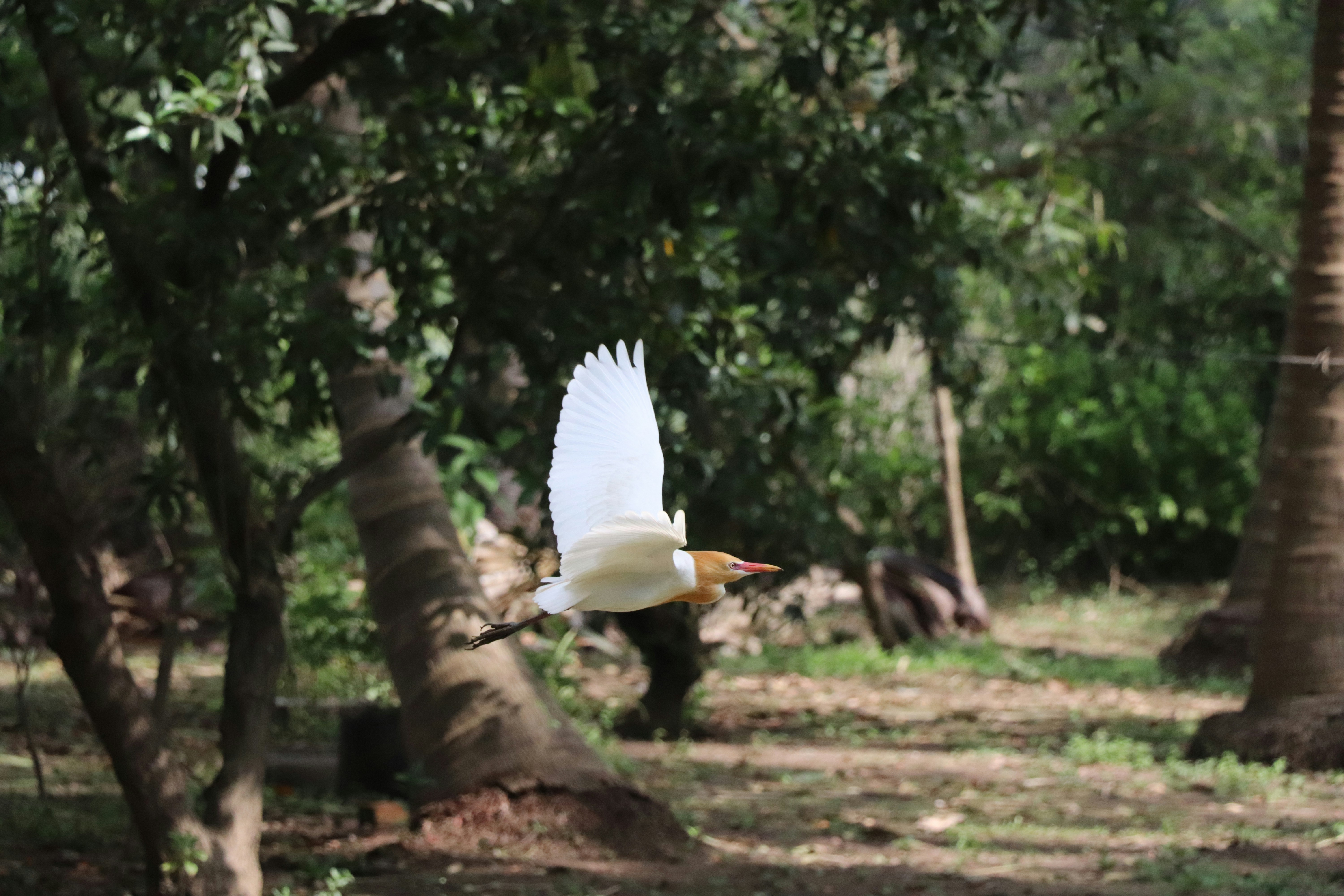 white bird flying over green trees during daytime