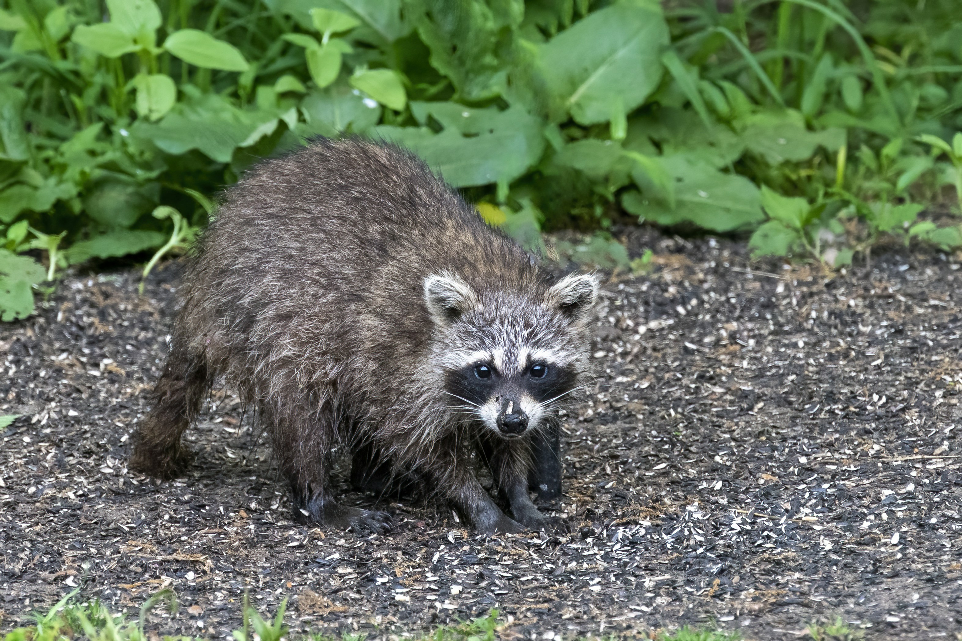 Raccoon standing on a gravel path surrounded by lush green foliage.