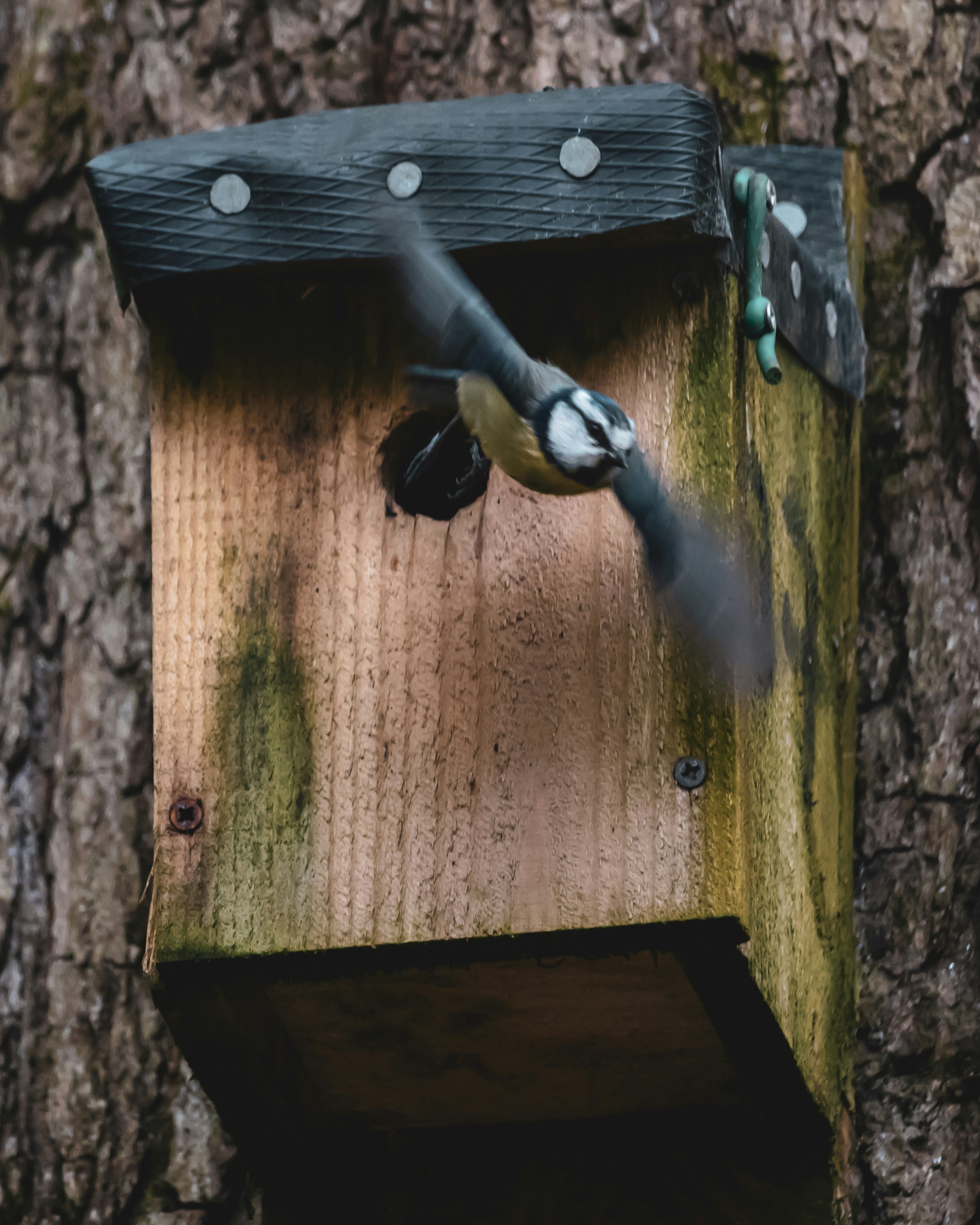 A blue tit swiftly leaving its wooden nesting box, captured mid-flight against a textured tree bark background.