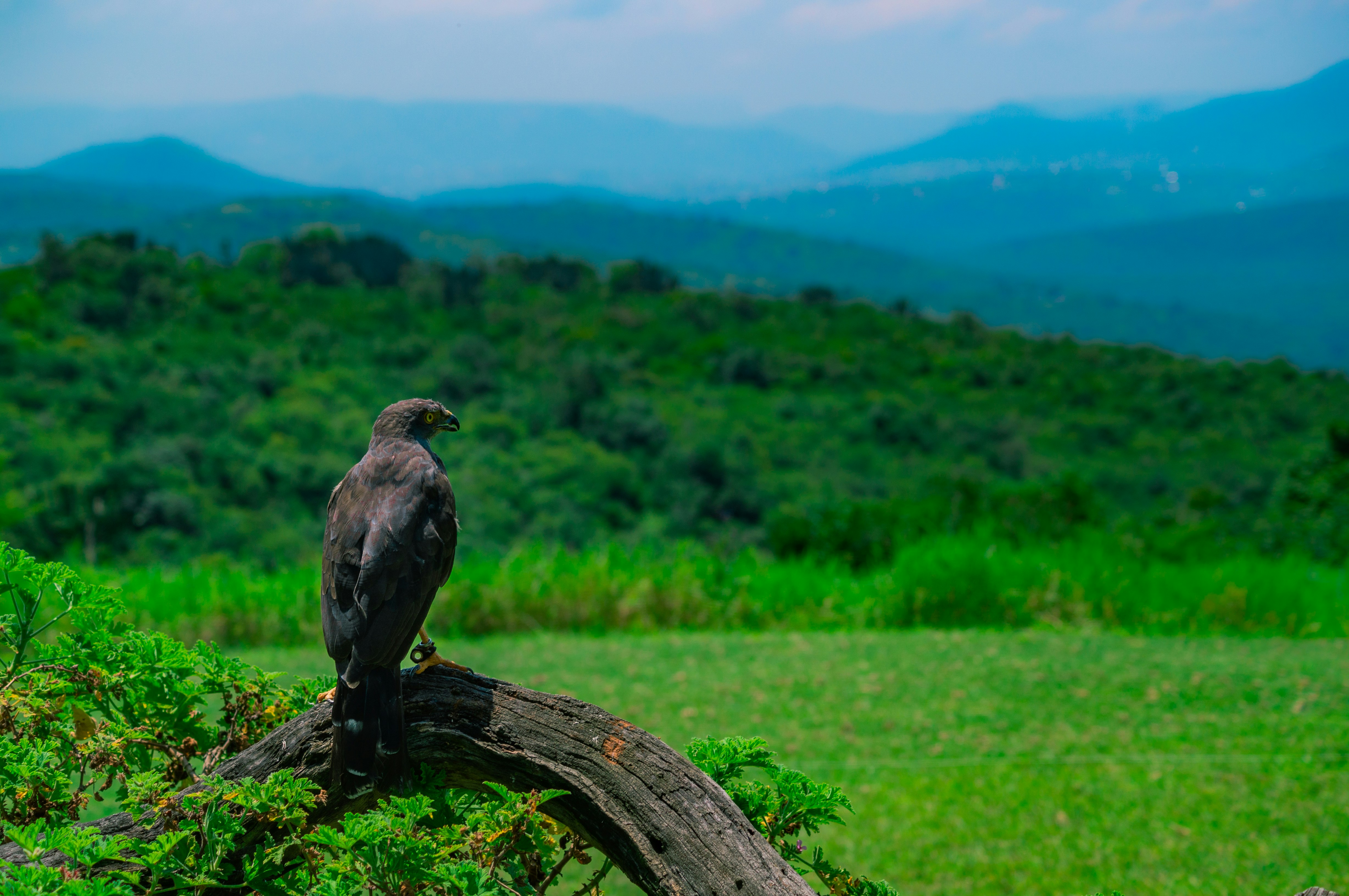 brown bird on brown tree branch during daytime