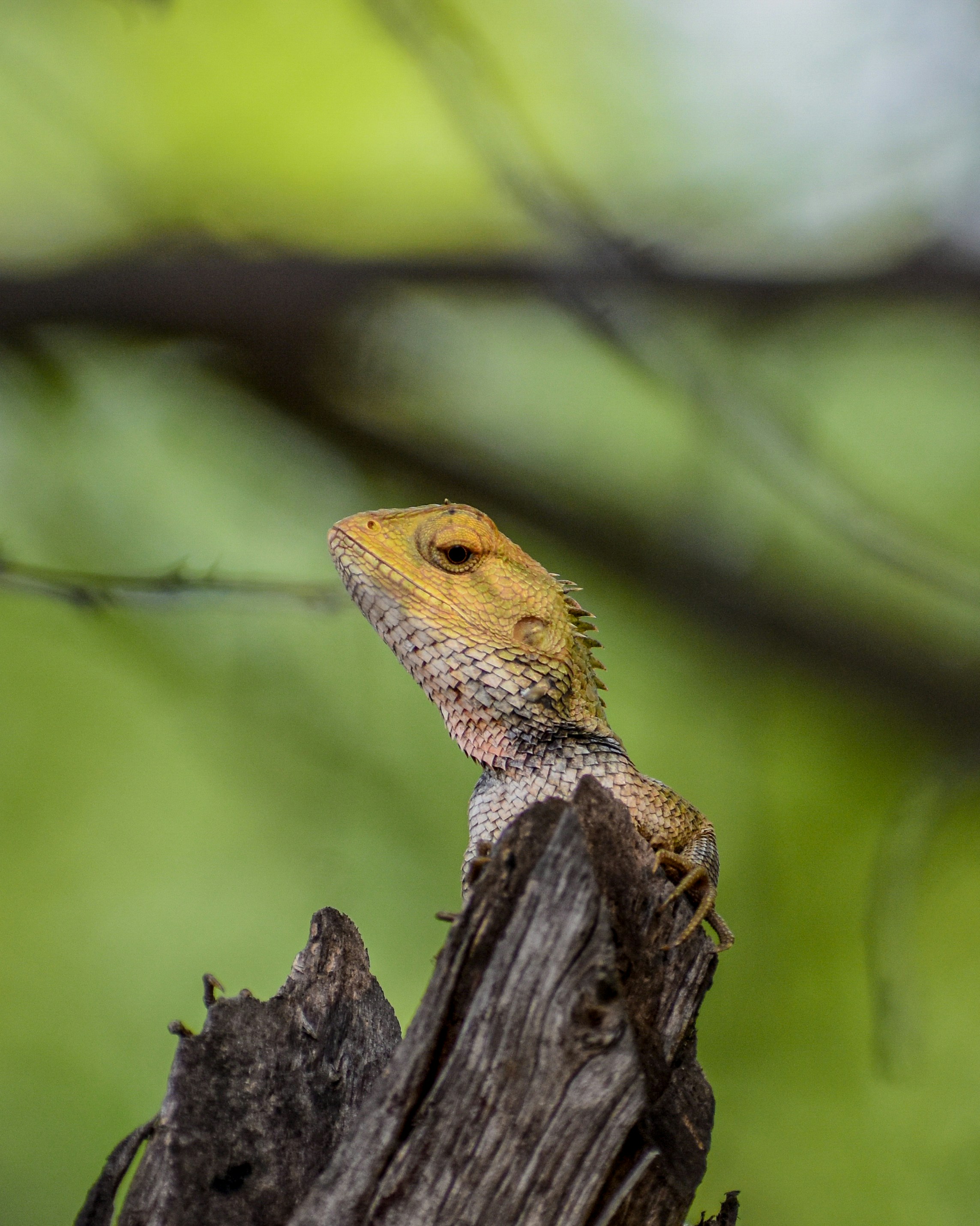 A lizard perched on a weathered log, surveying its surroundings amidst a blurred green background.
