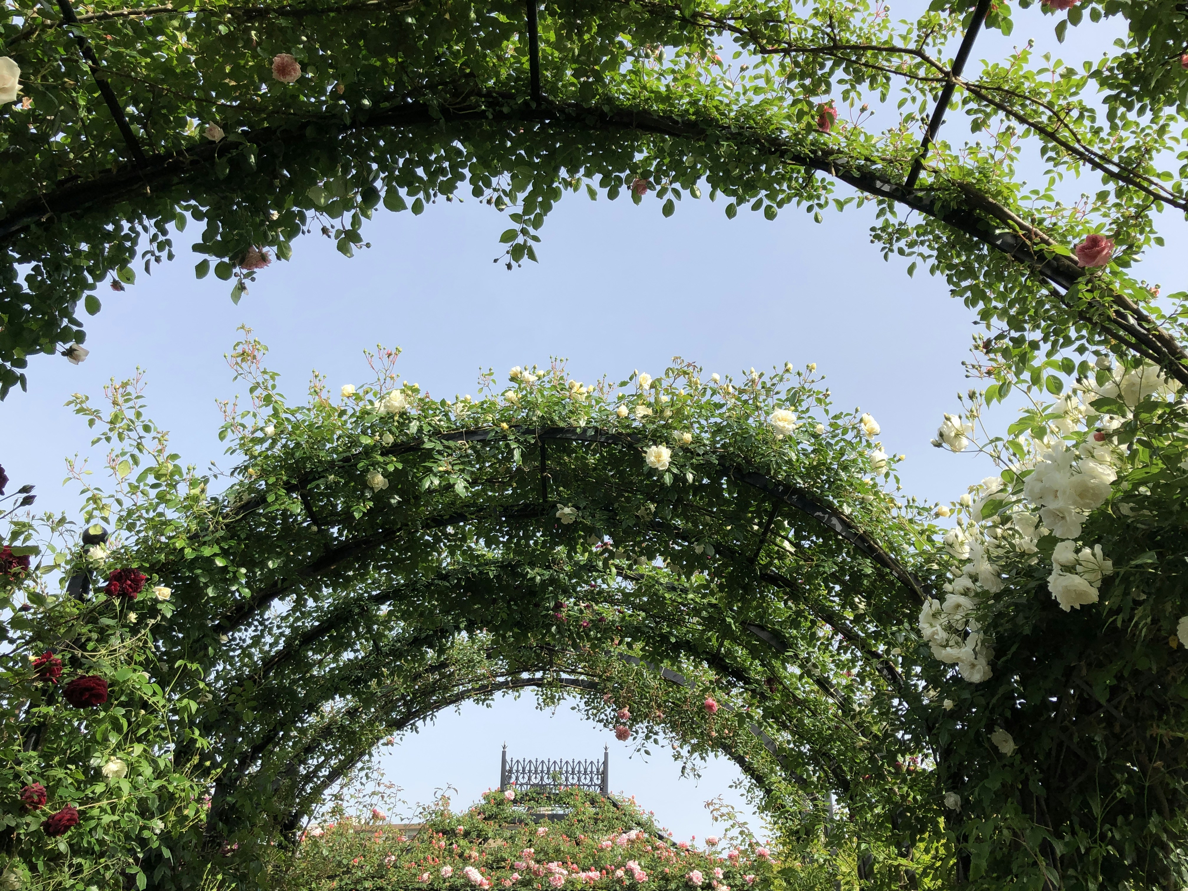 Circular Rose Archway Framing a Distant Gate