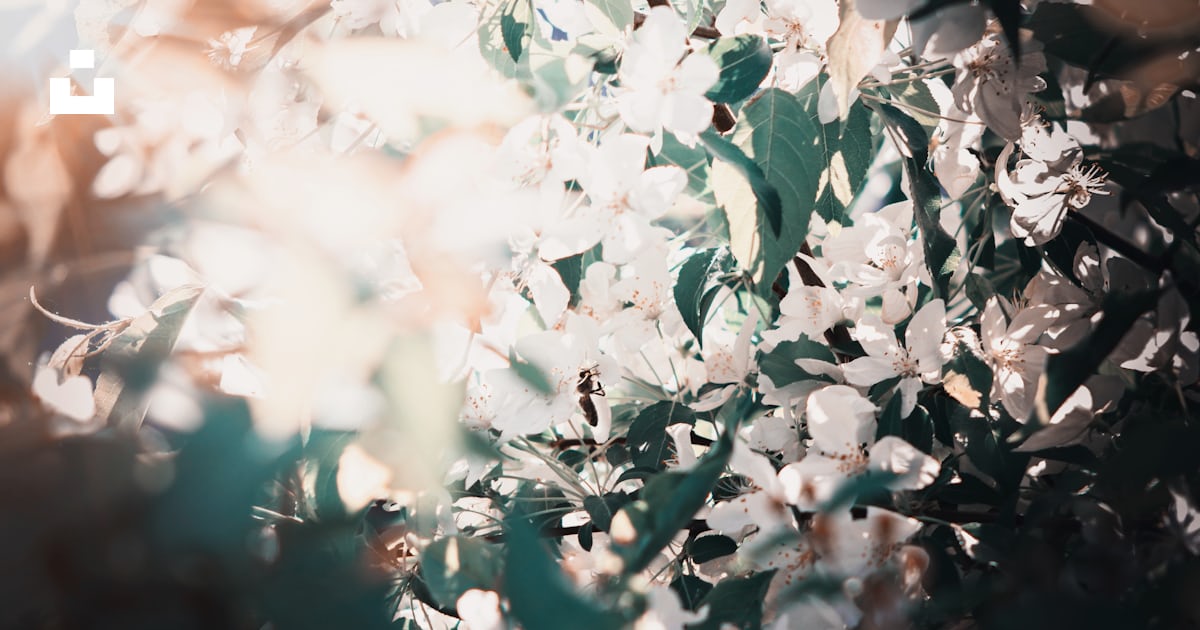 Foto Hojas Verdes Con Flores Blancas Imagen Казахстан Gratis En Unsplash