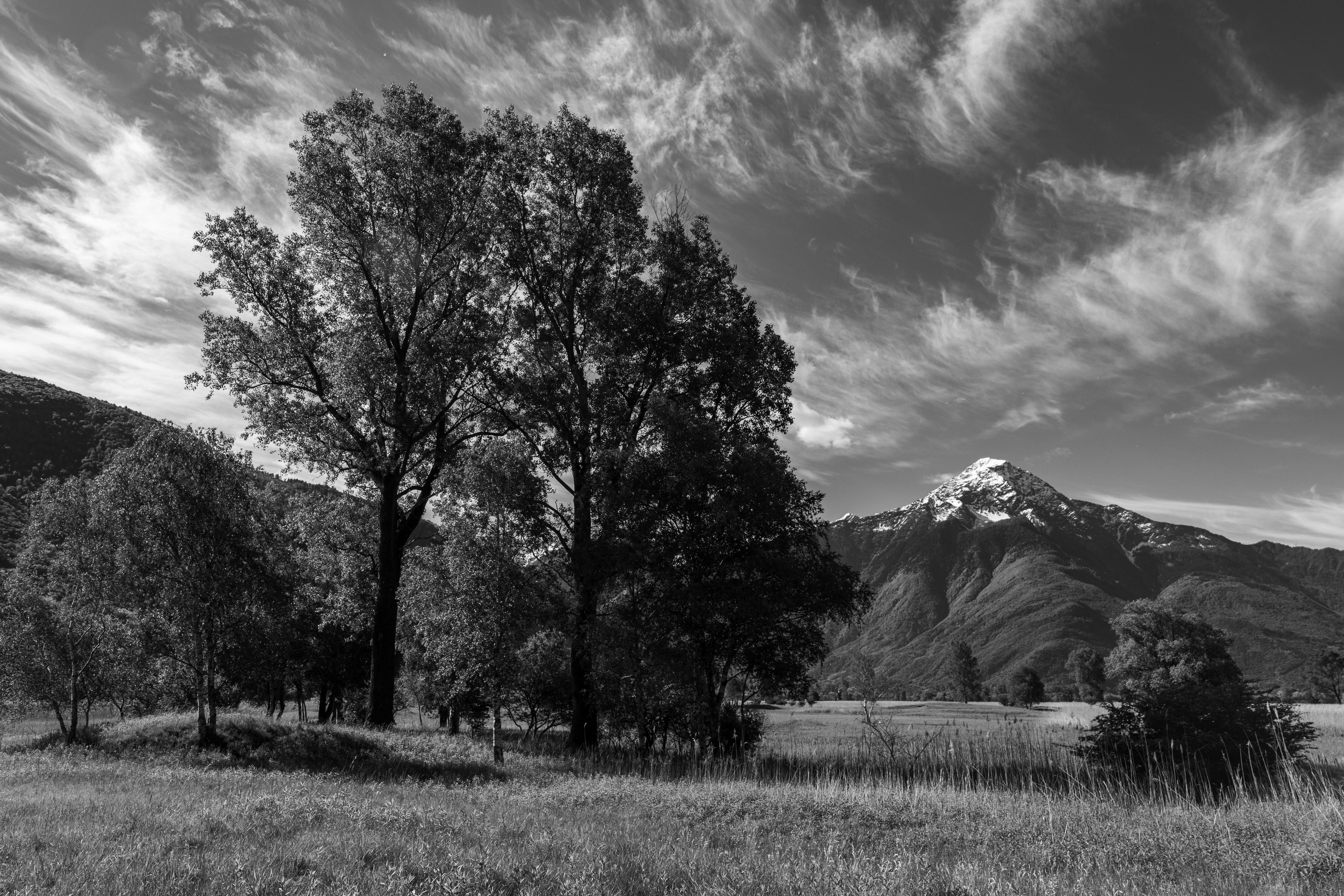 Monochrome Majesty: Trees Against a Snow-Capped Peak