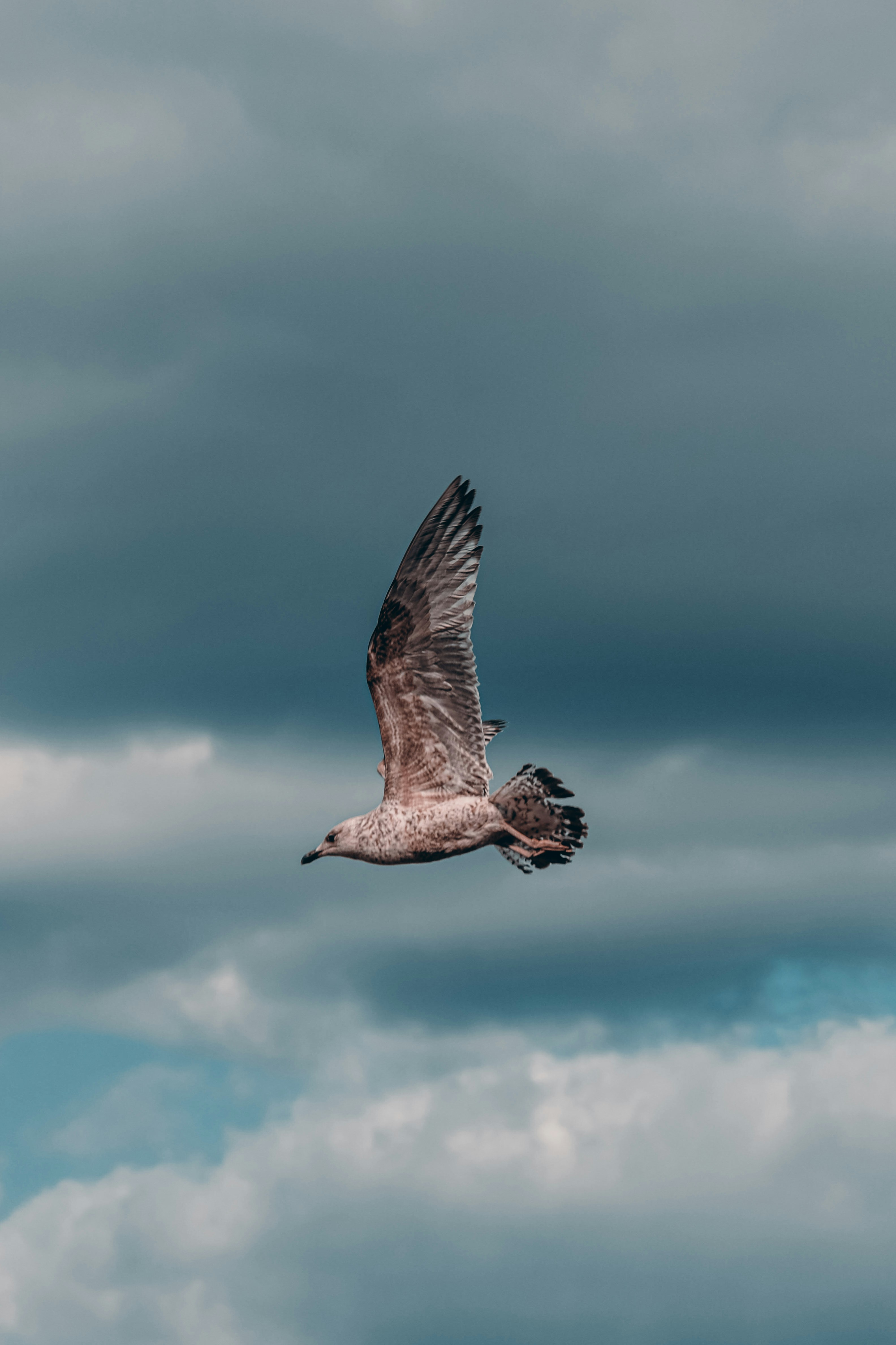 Lone Seabird in a Storm-Cloud Sky