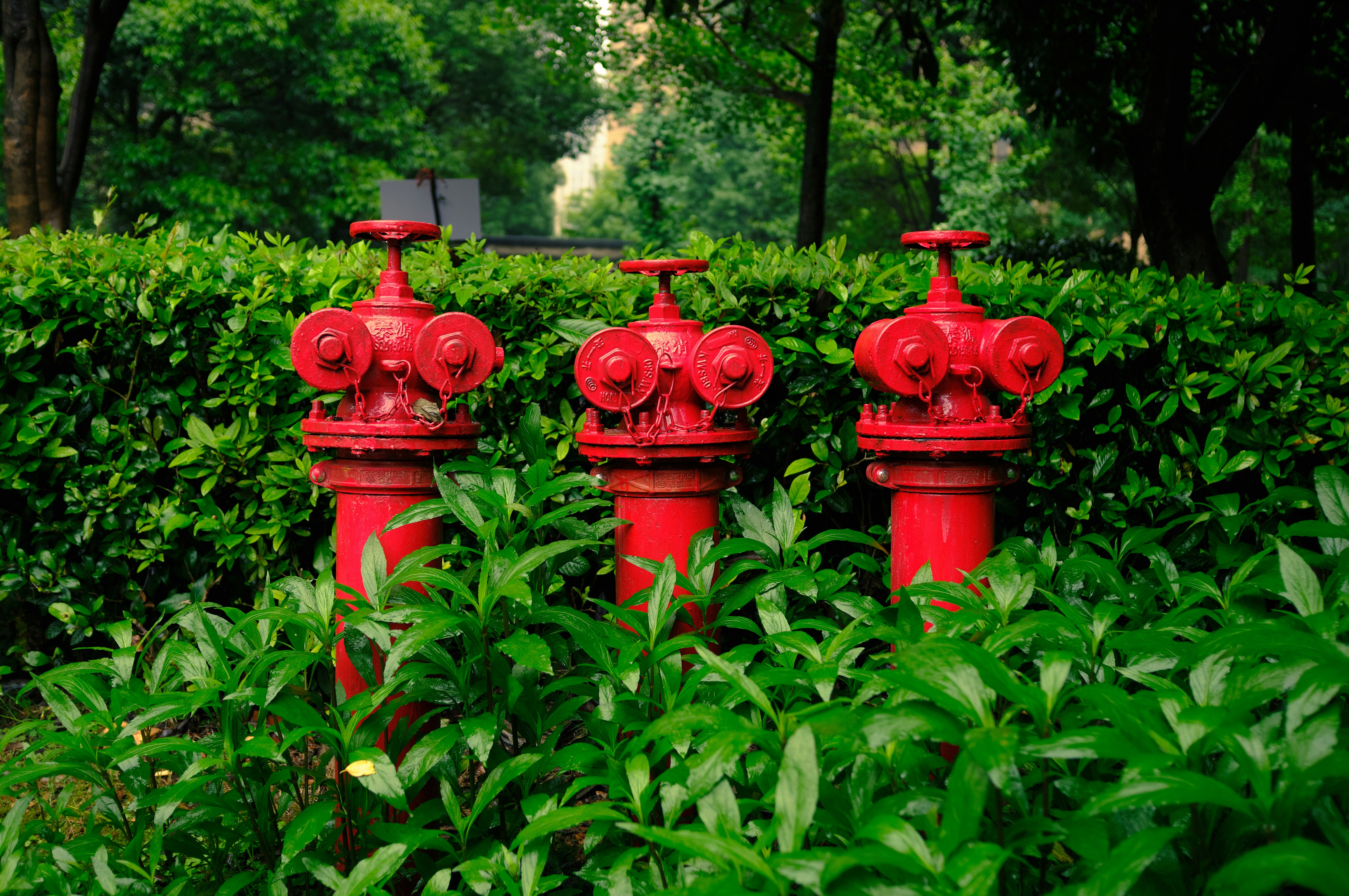 Three Scarlet Hydrants Stand Guard Behind a Lush Hedge