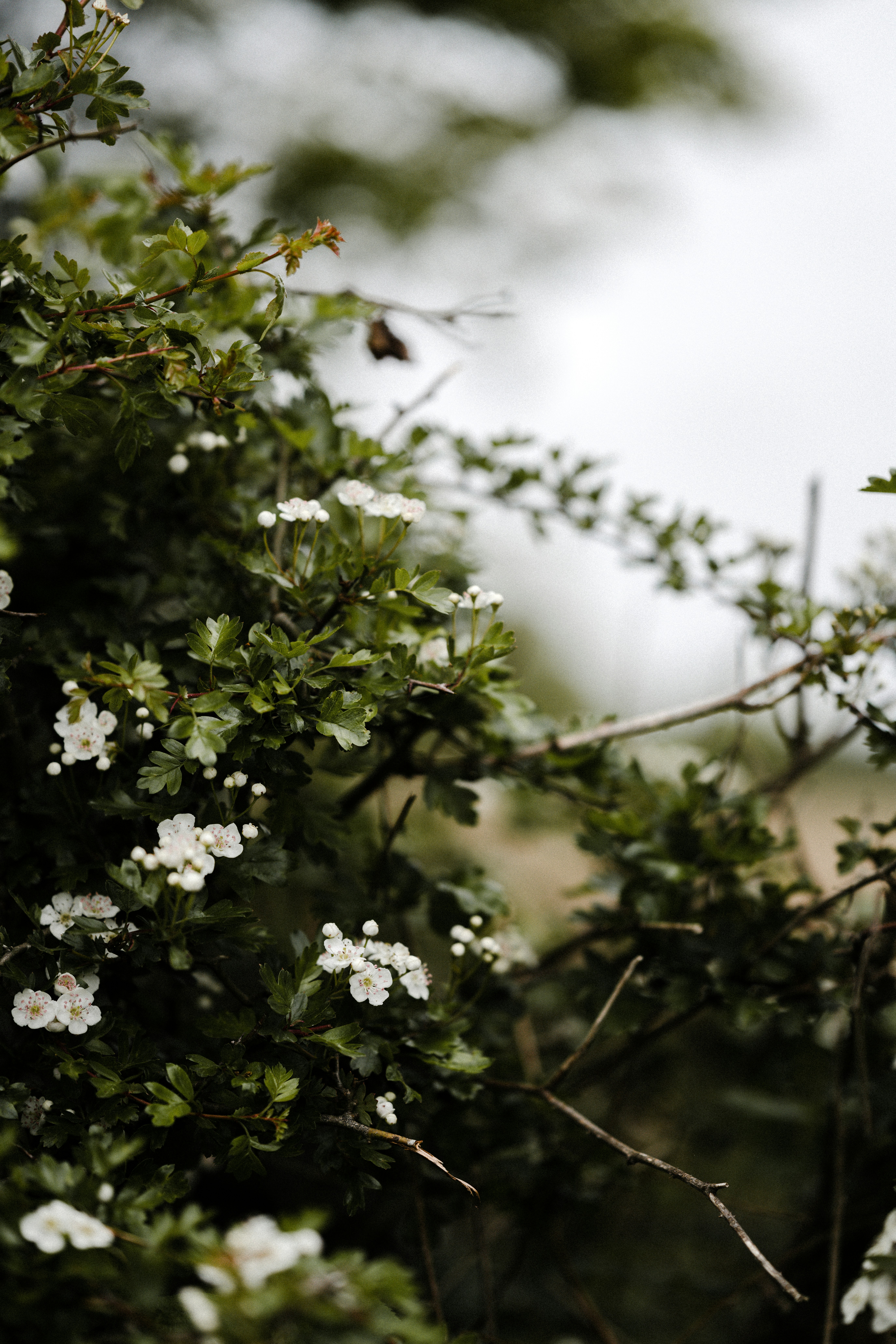 Snowy Clusters on a Quiet Hedge: A Close-Up in Soft Focus