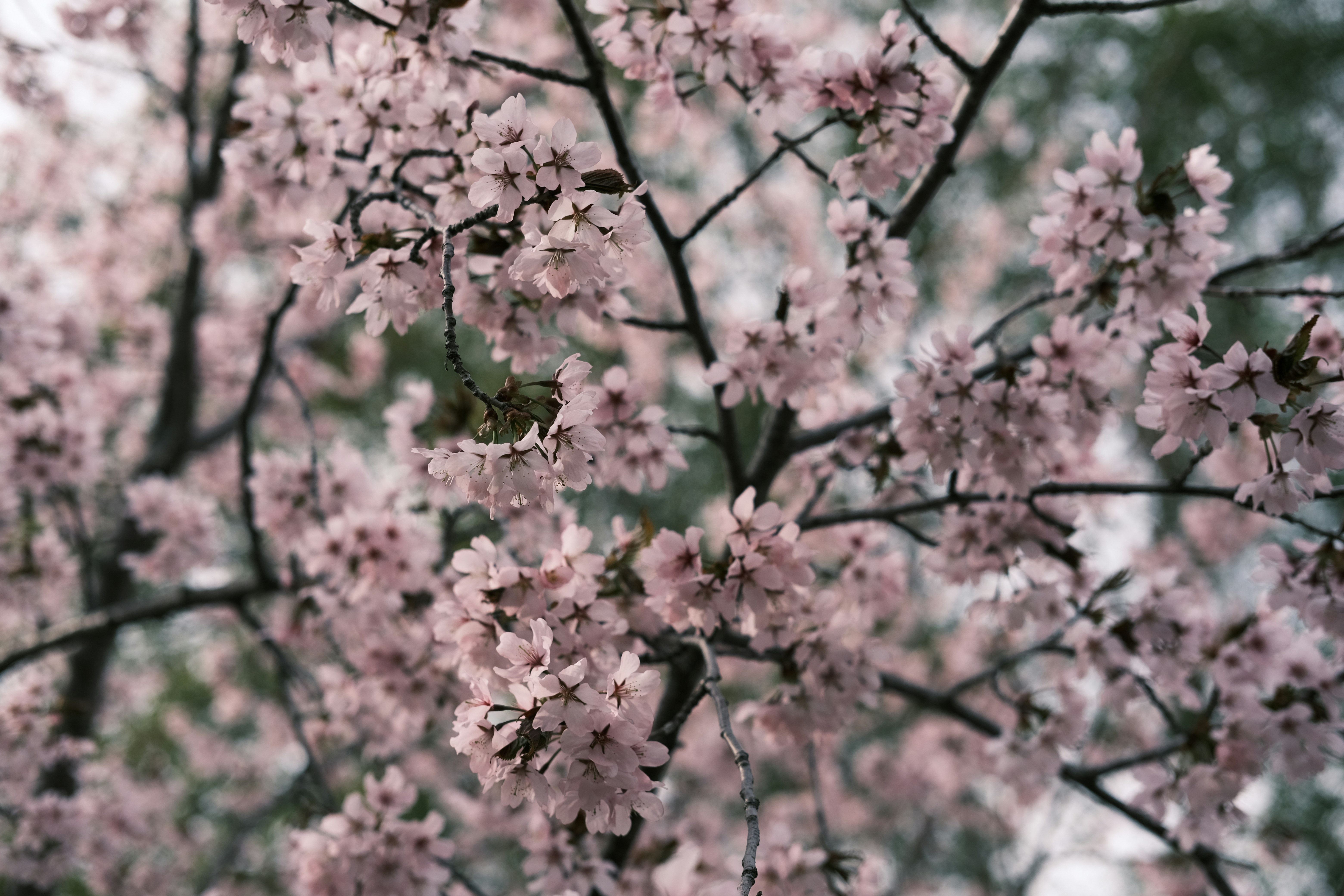 Petal Lattice: Sakura Threads in a Quiet Spring Tangle