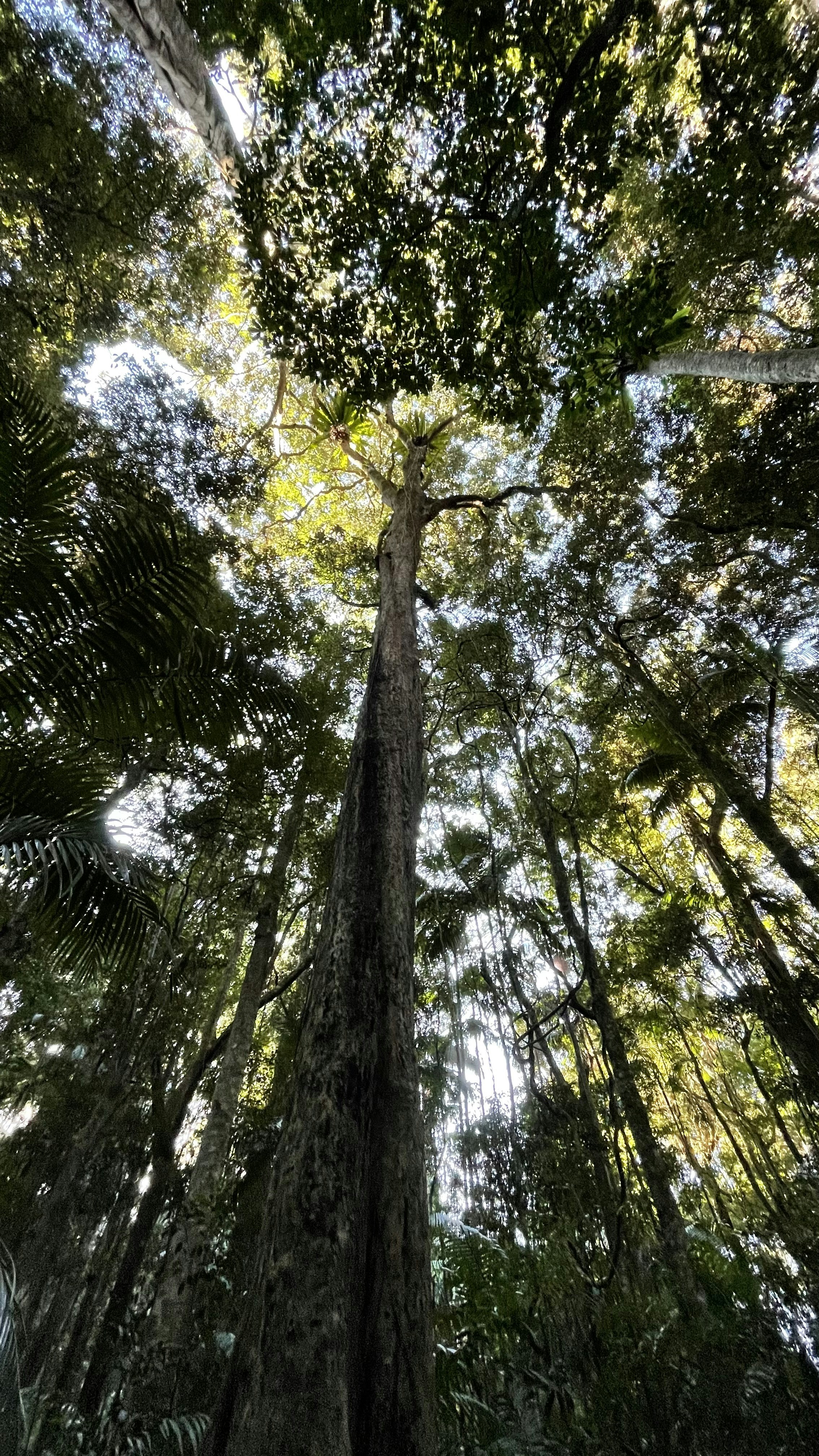 Photographie en contre-plongée d’arbres verts pendant la journée photo ...