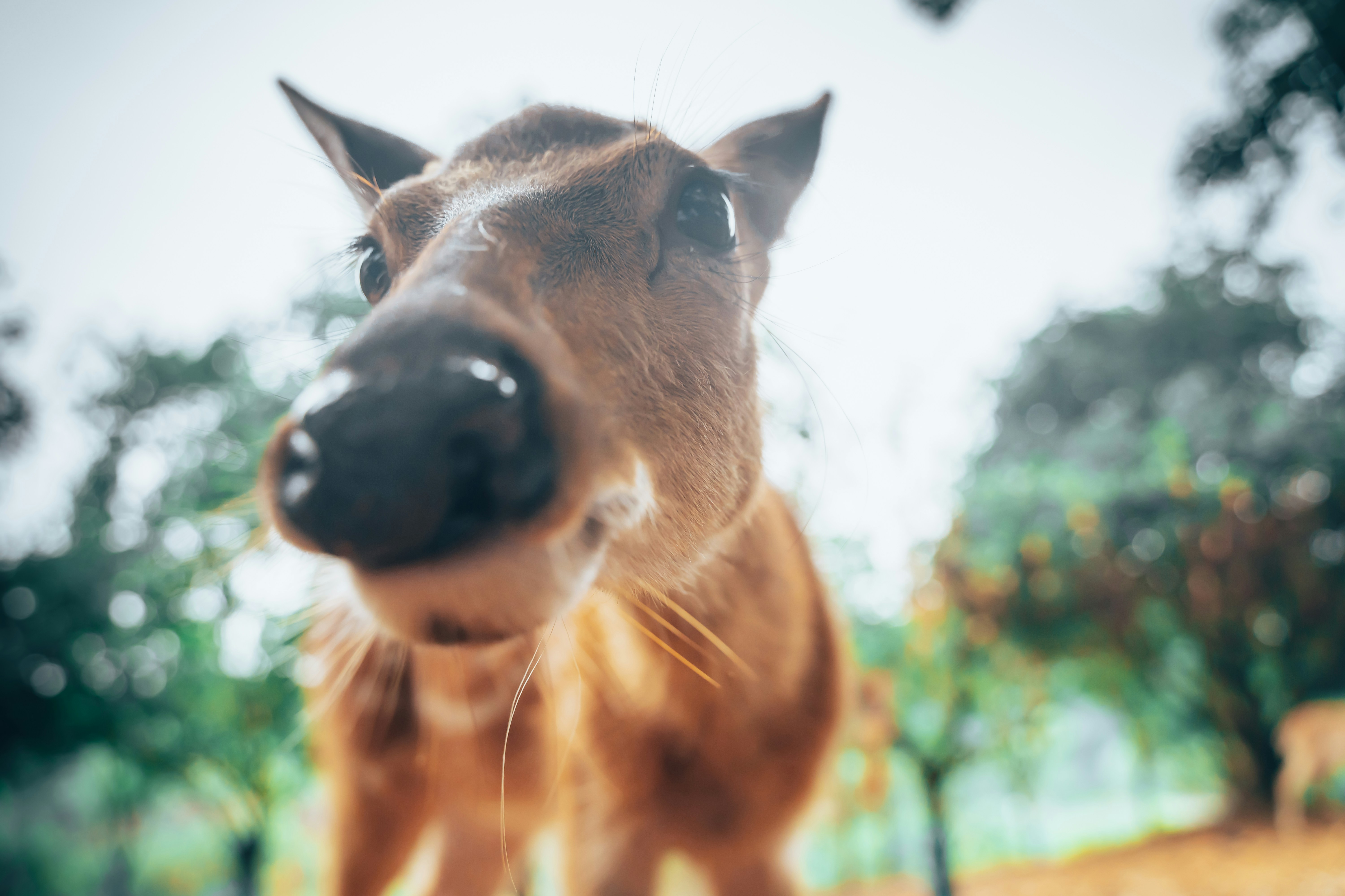 Nose-First Encounter: A Ground-Level Close-Up of a Curious Horse