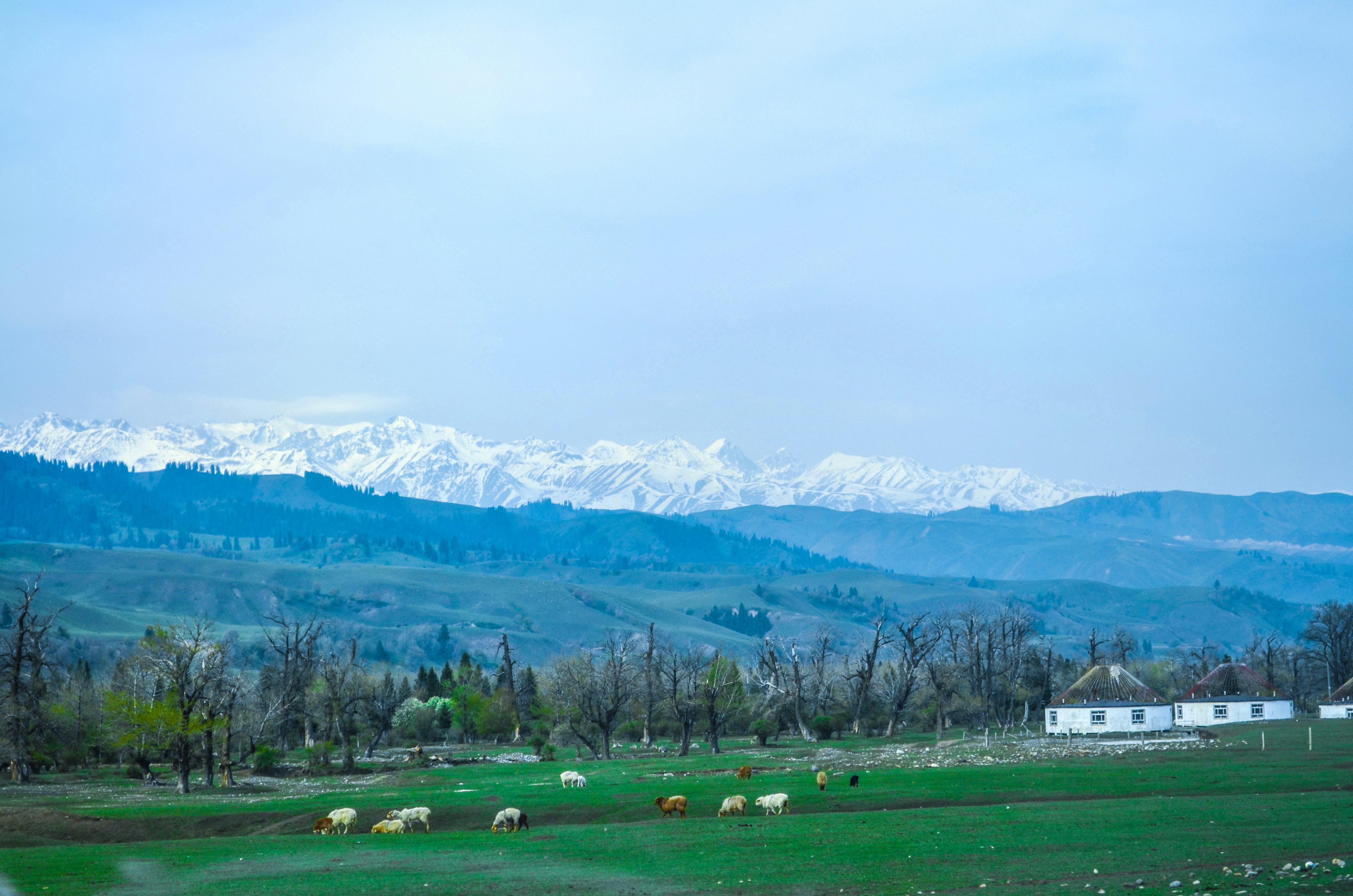 Snow-kissed Peaks Over a Quiet Valley Farm