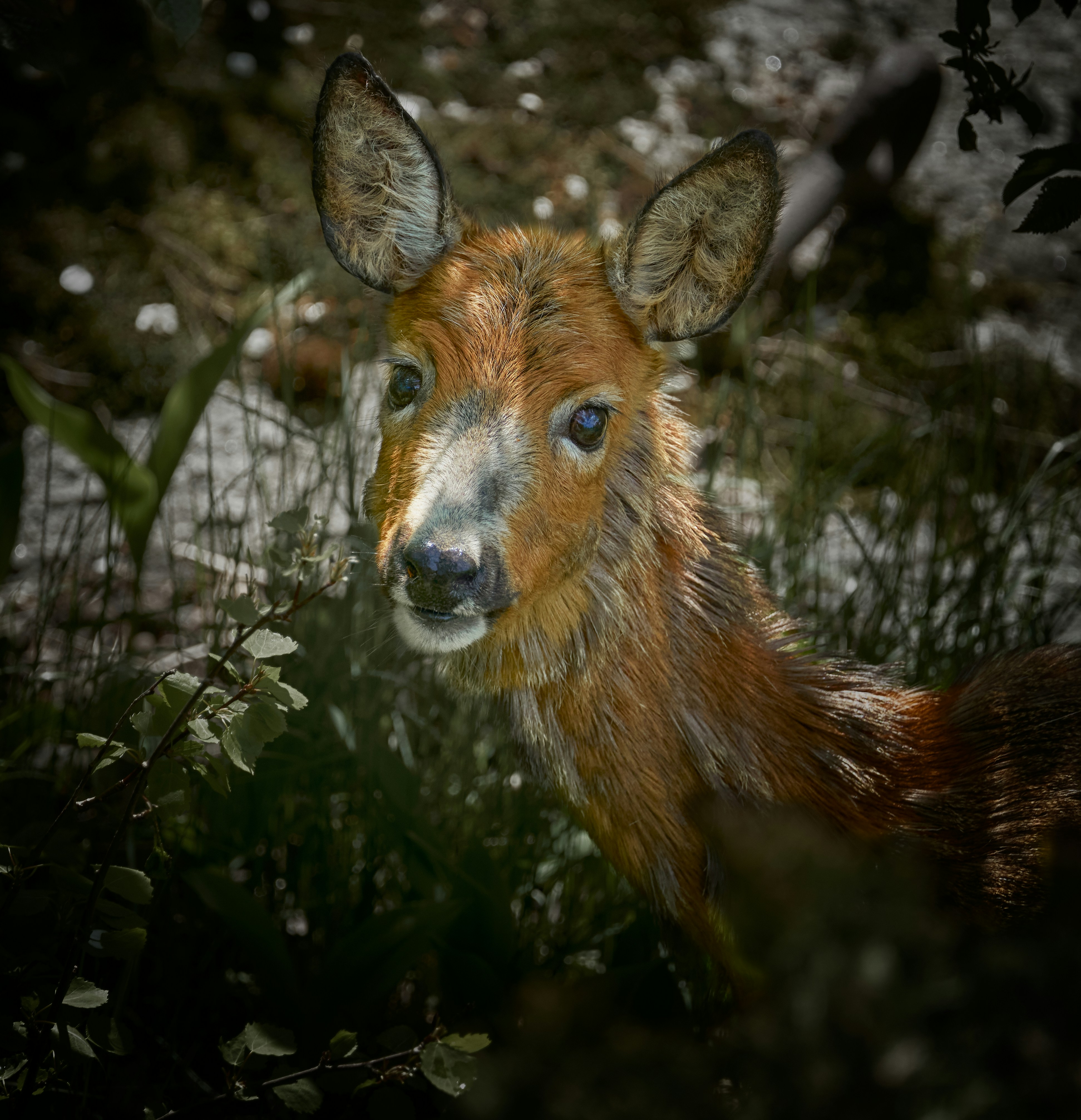 Blue-Eyed Deer in the Dappled Woodland