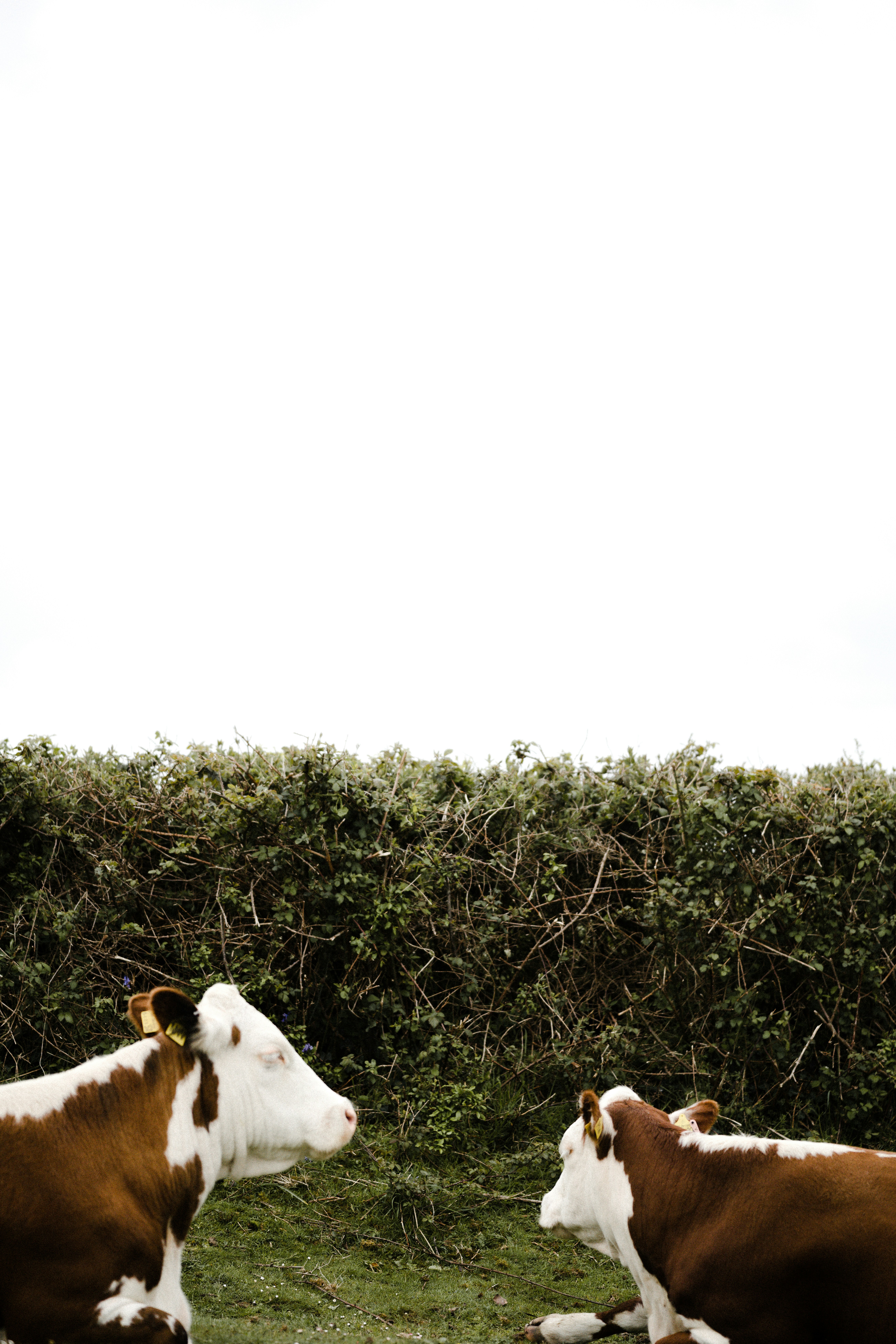 Two brown and white cows grazing peacefully beside a lush hedge under a clear sky.