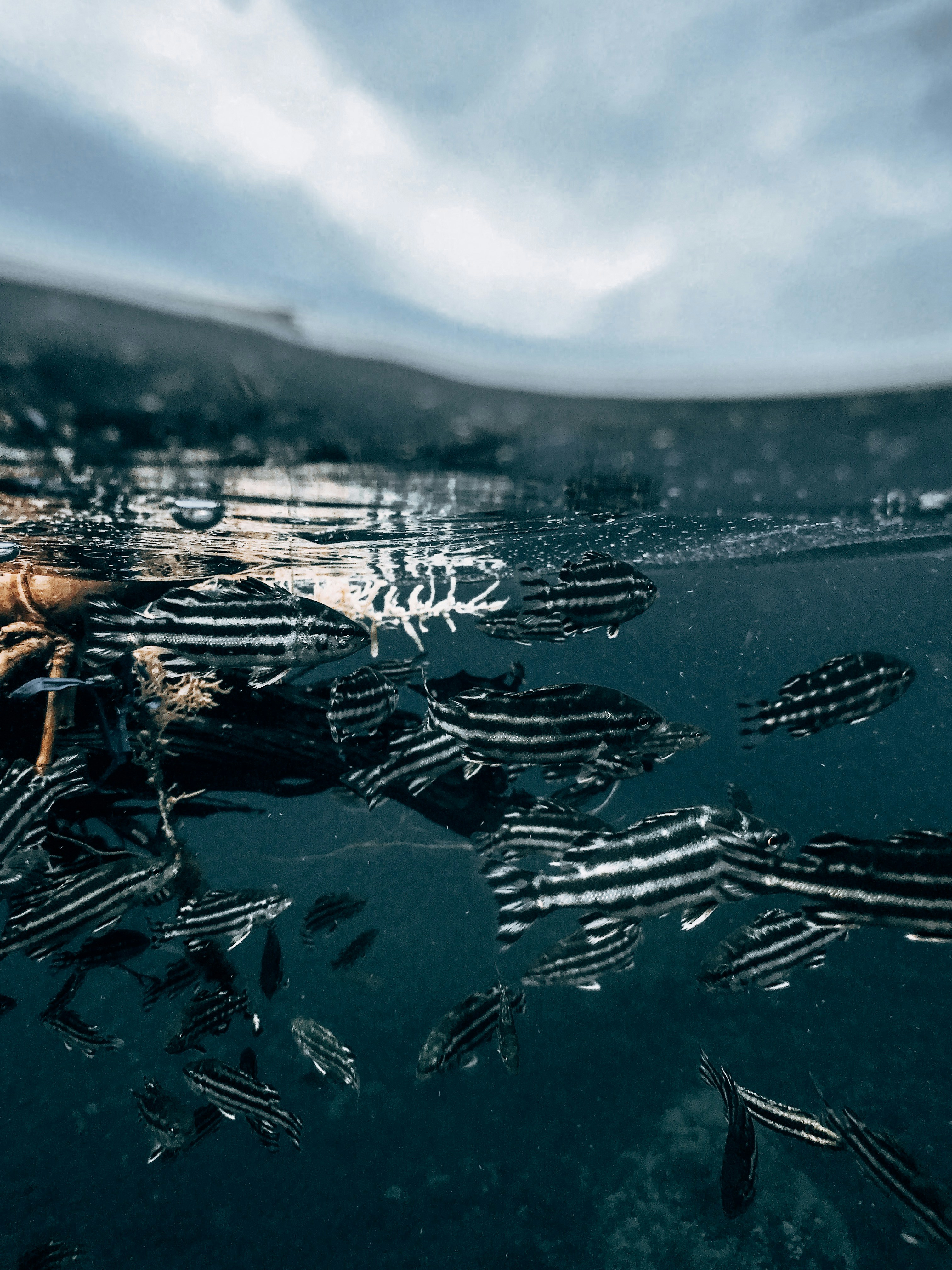 Striped Swarm Beneath a Glassy Surface