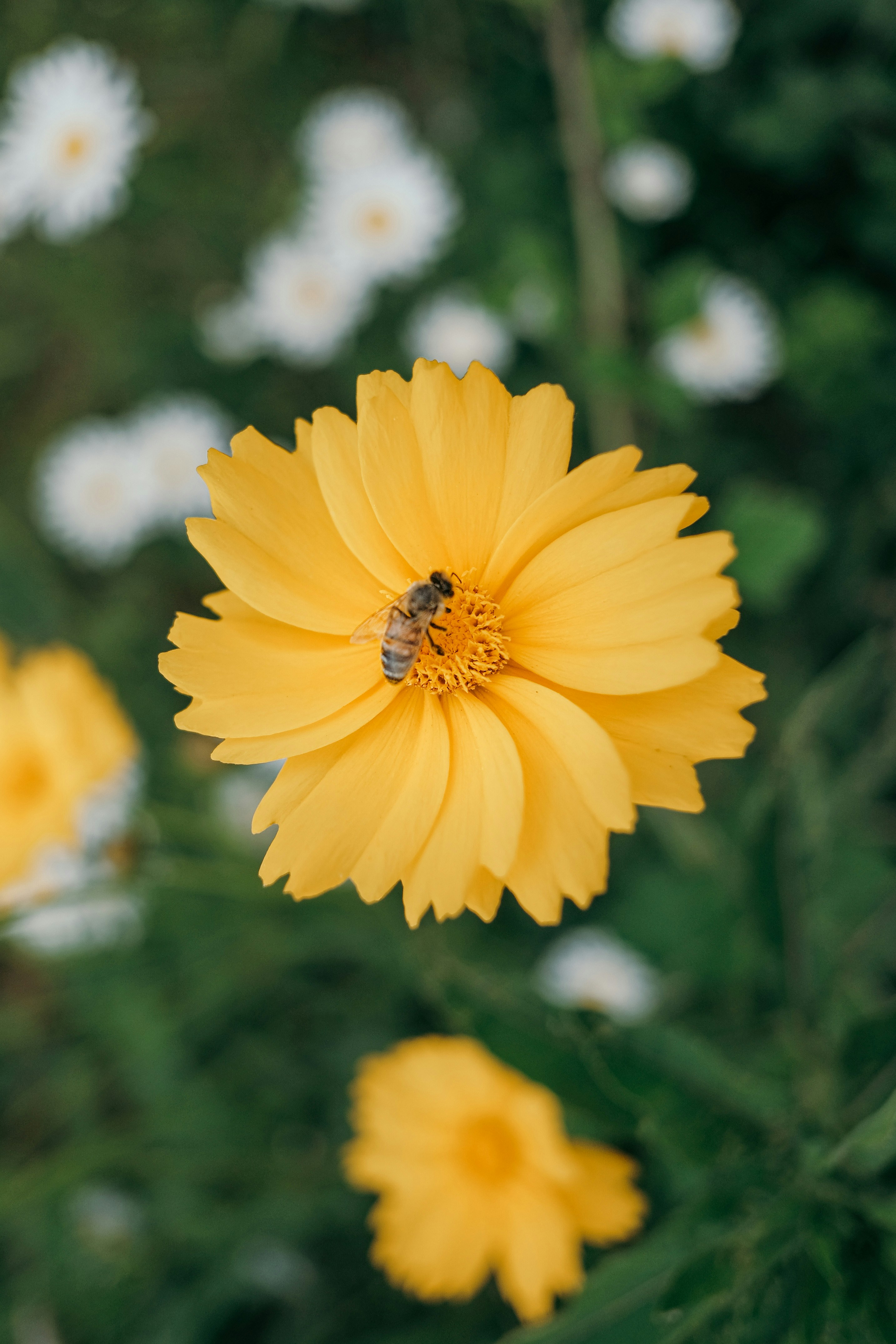 Buzz at the Golden Center: A Bee on a Sunlit Yellow Bloom