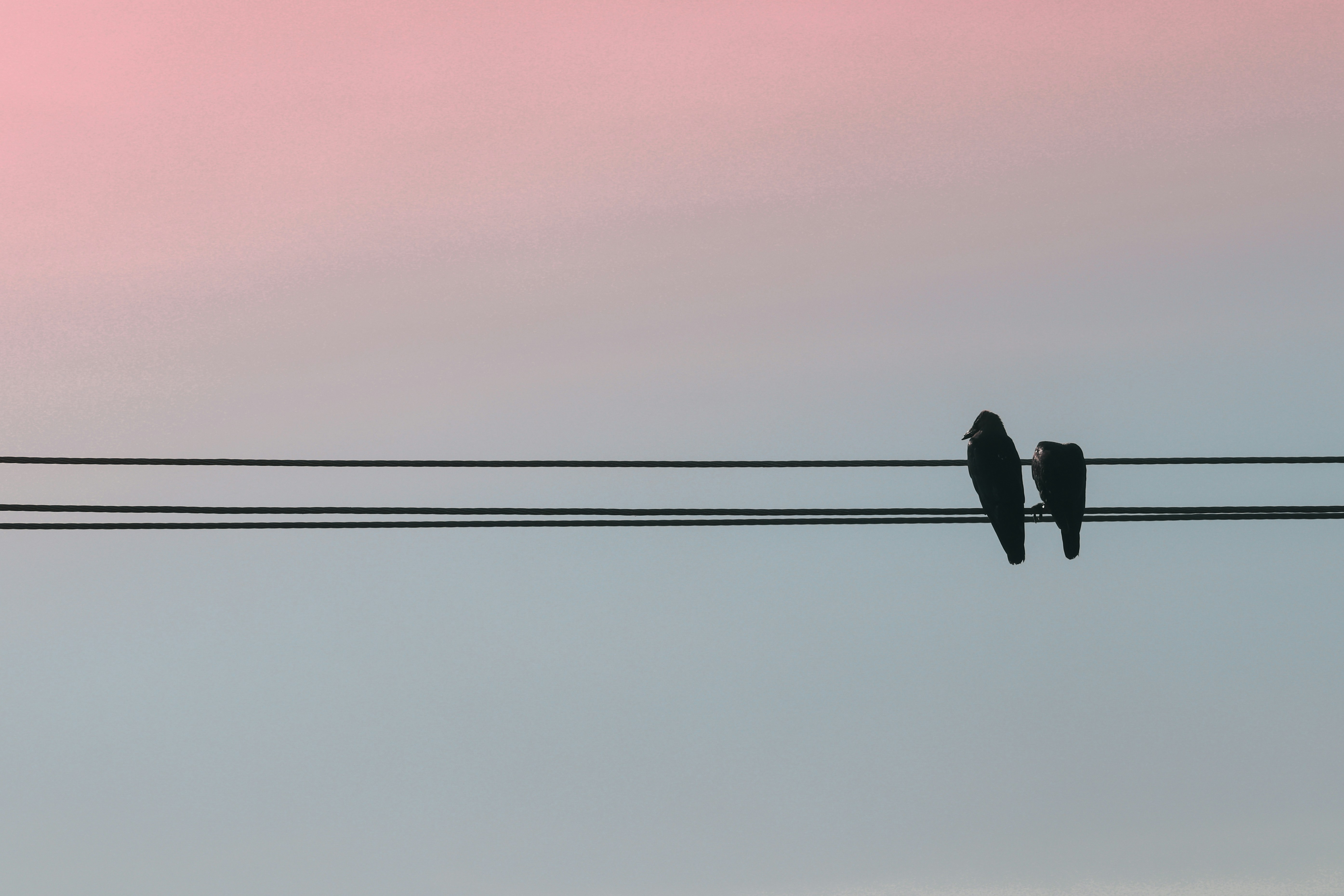 Silhouetted Duo on a Gradient Dusk Wire