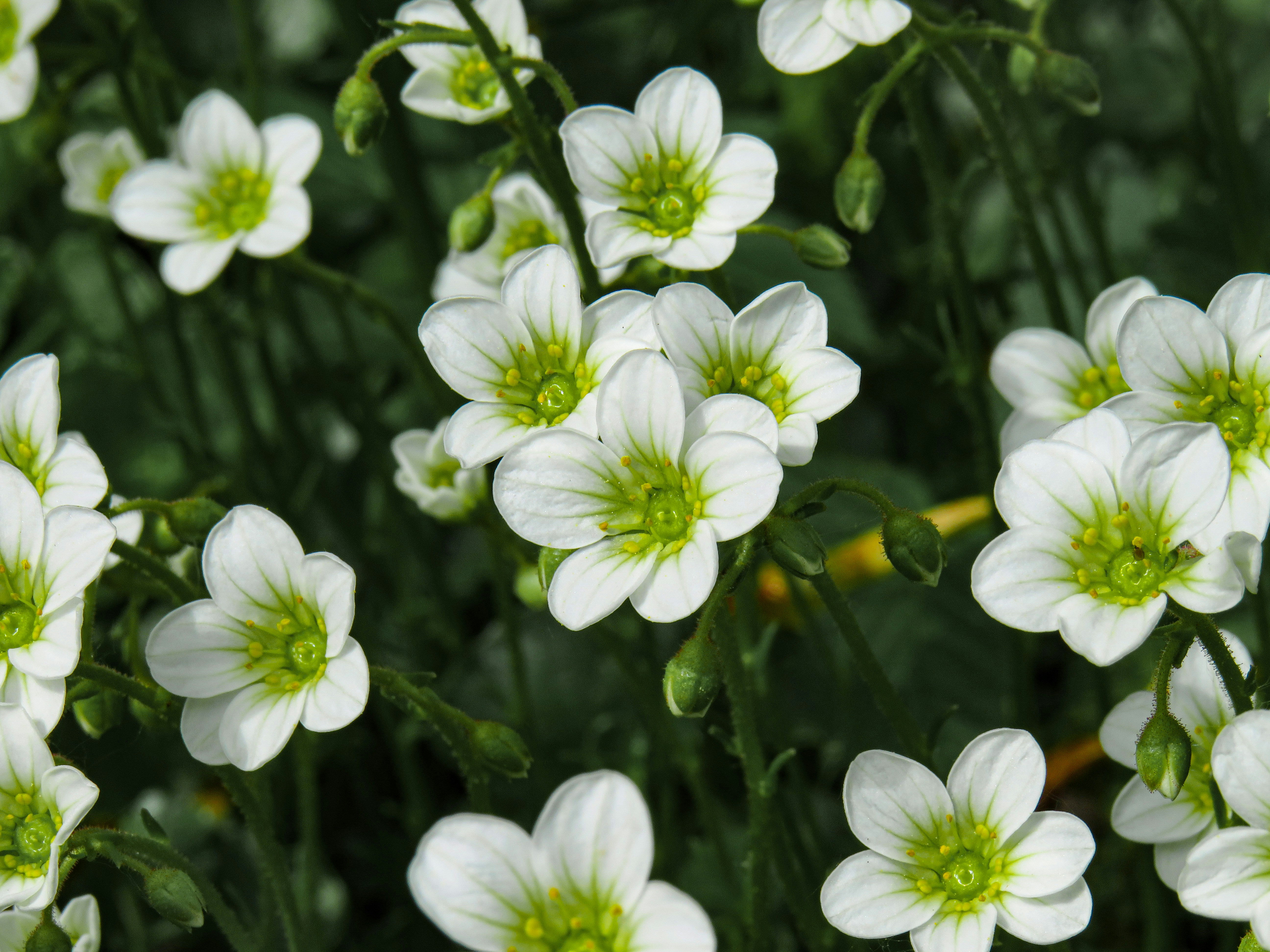 Delicate white flowers with green centers bloom abundantly, showcasing intricate details and soft textures in a lush green setting.