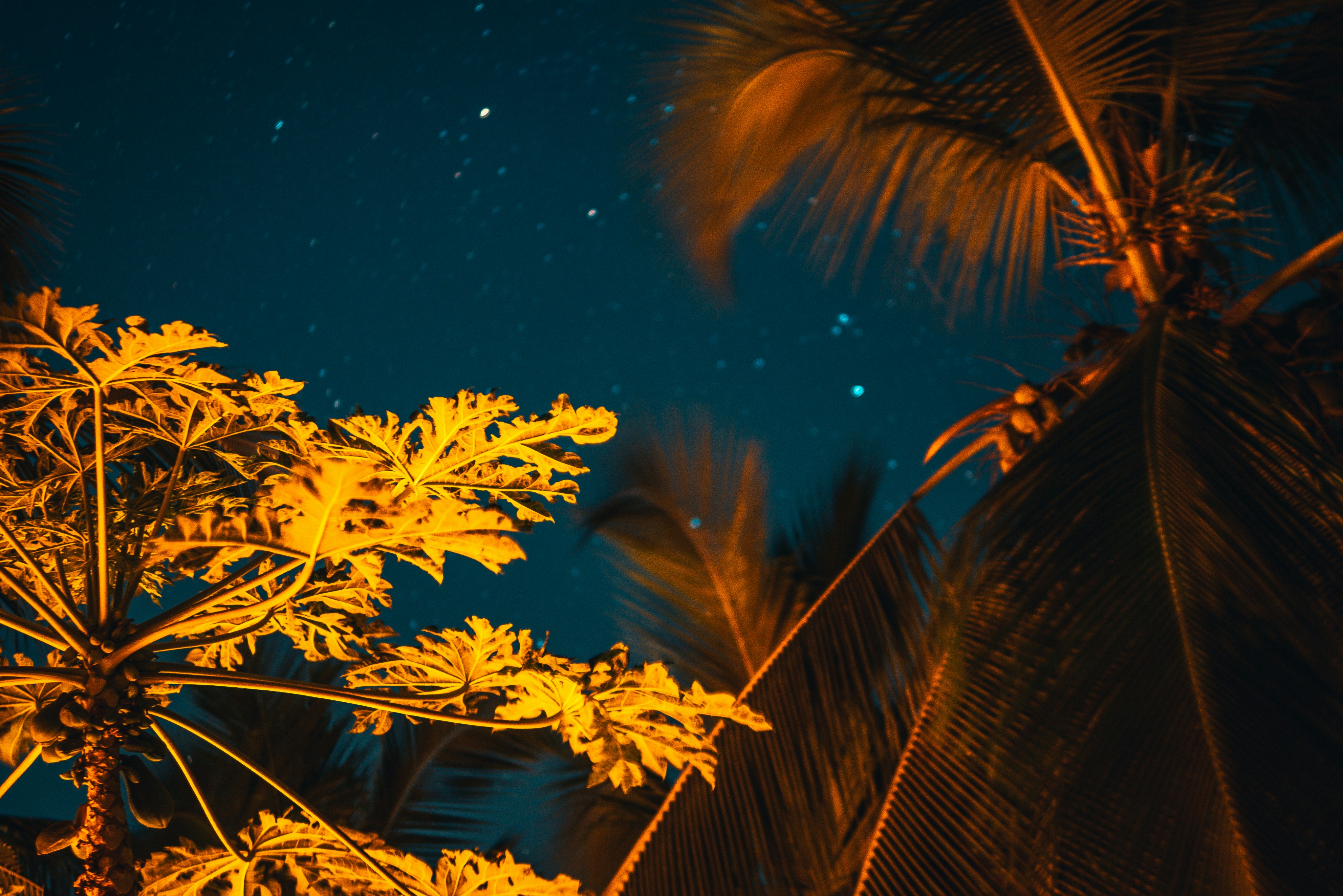 Neon-Orange Palms Framing a Velvet Night Sky