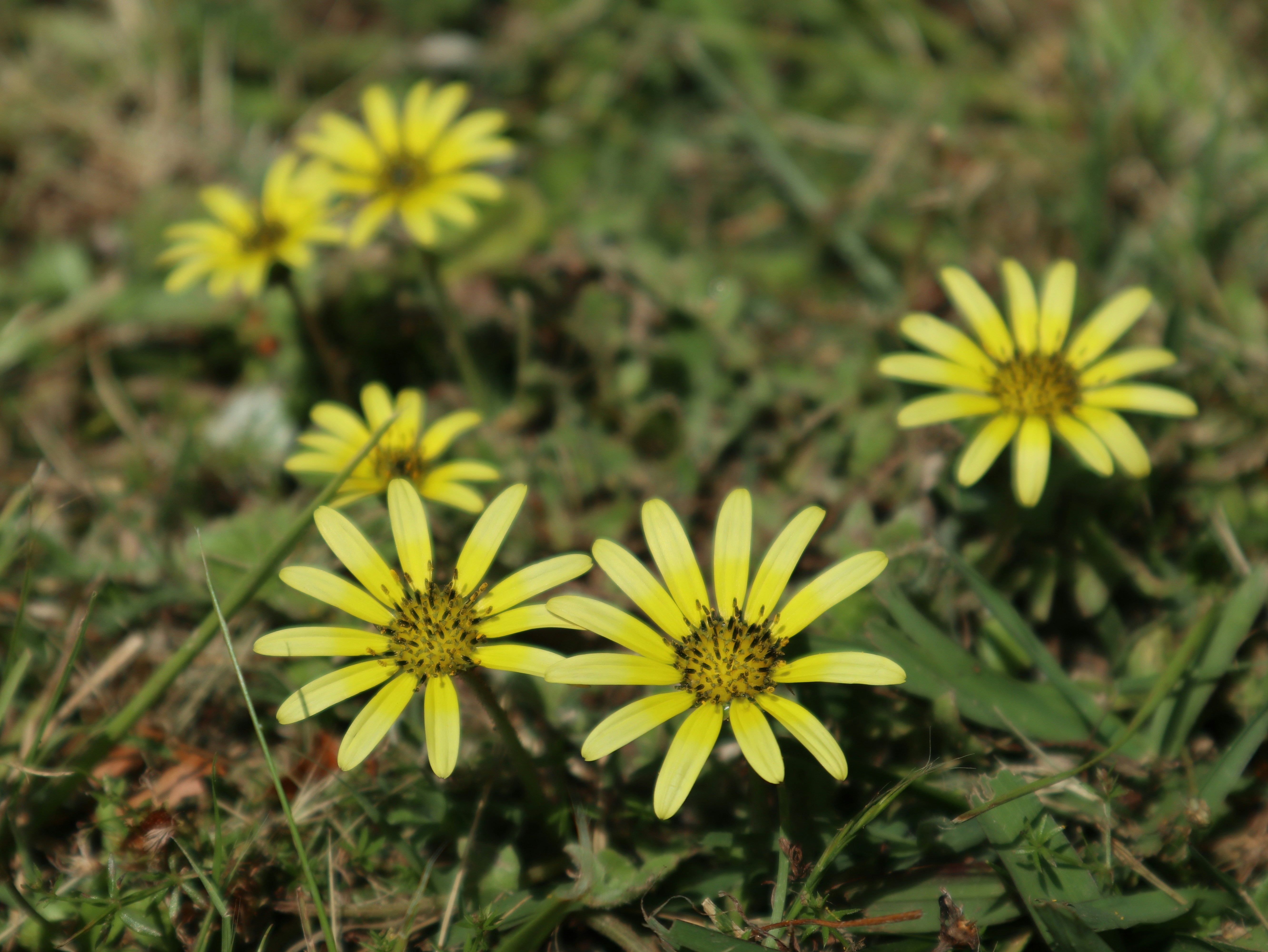Bright yellow daisies with dark centers surrounded by green grass.