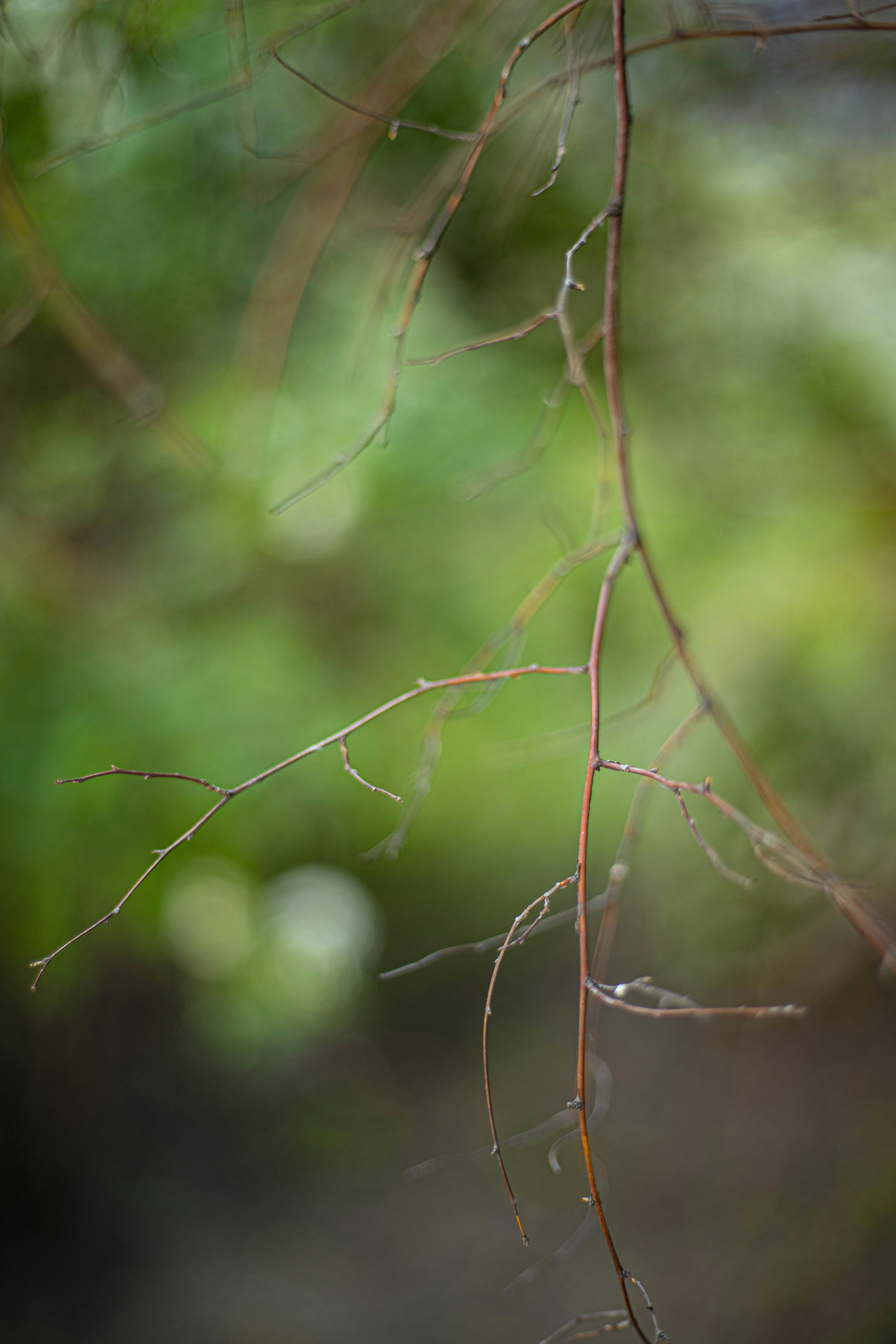Twigs Pictures | Download Free Images on Unsplash