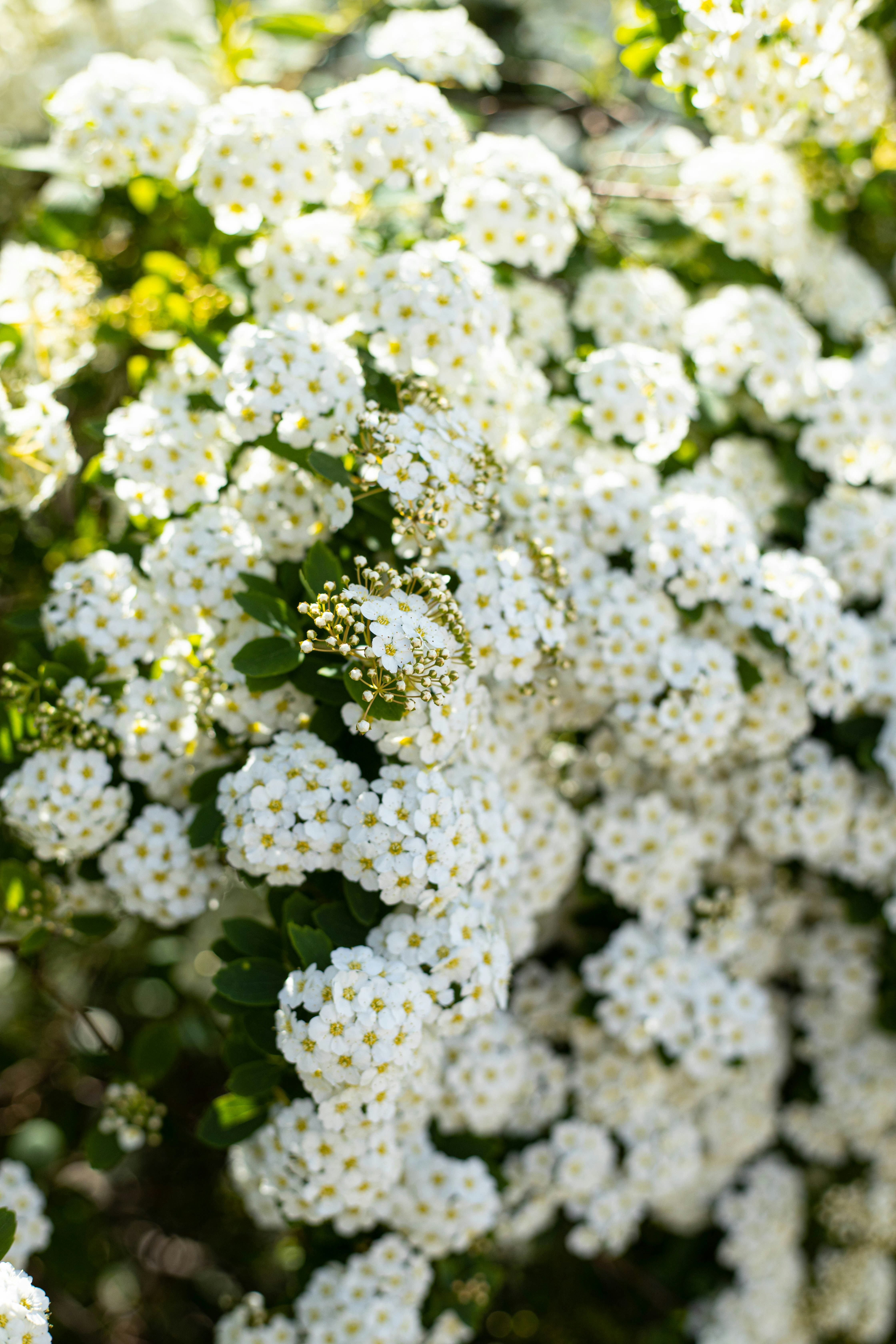 White cluster flowers in close up photography photo – Free Flowers ...