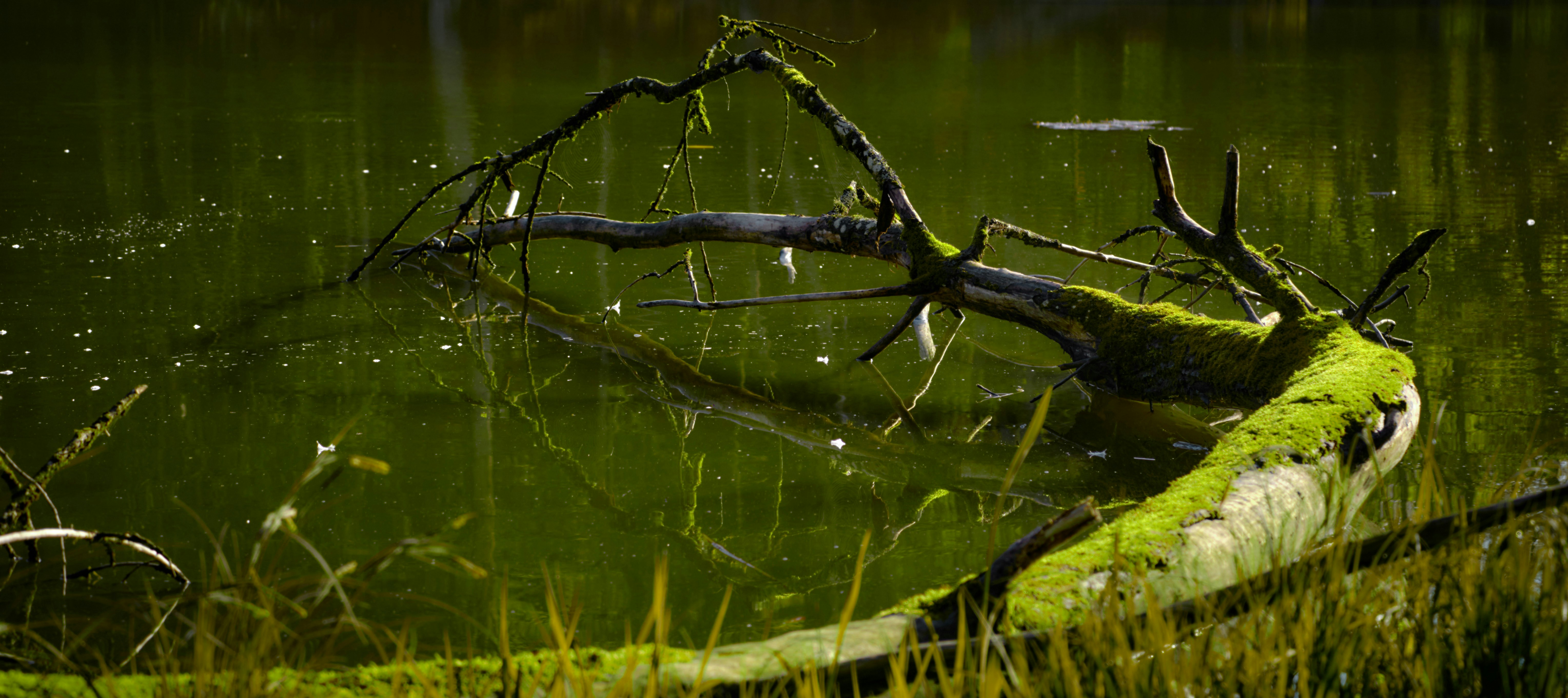 Moss-Crowned Driftwood Anchored in a Quiet Pond