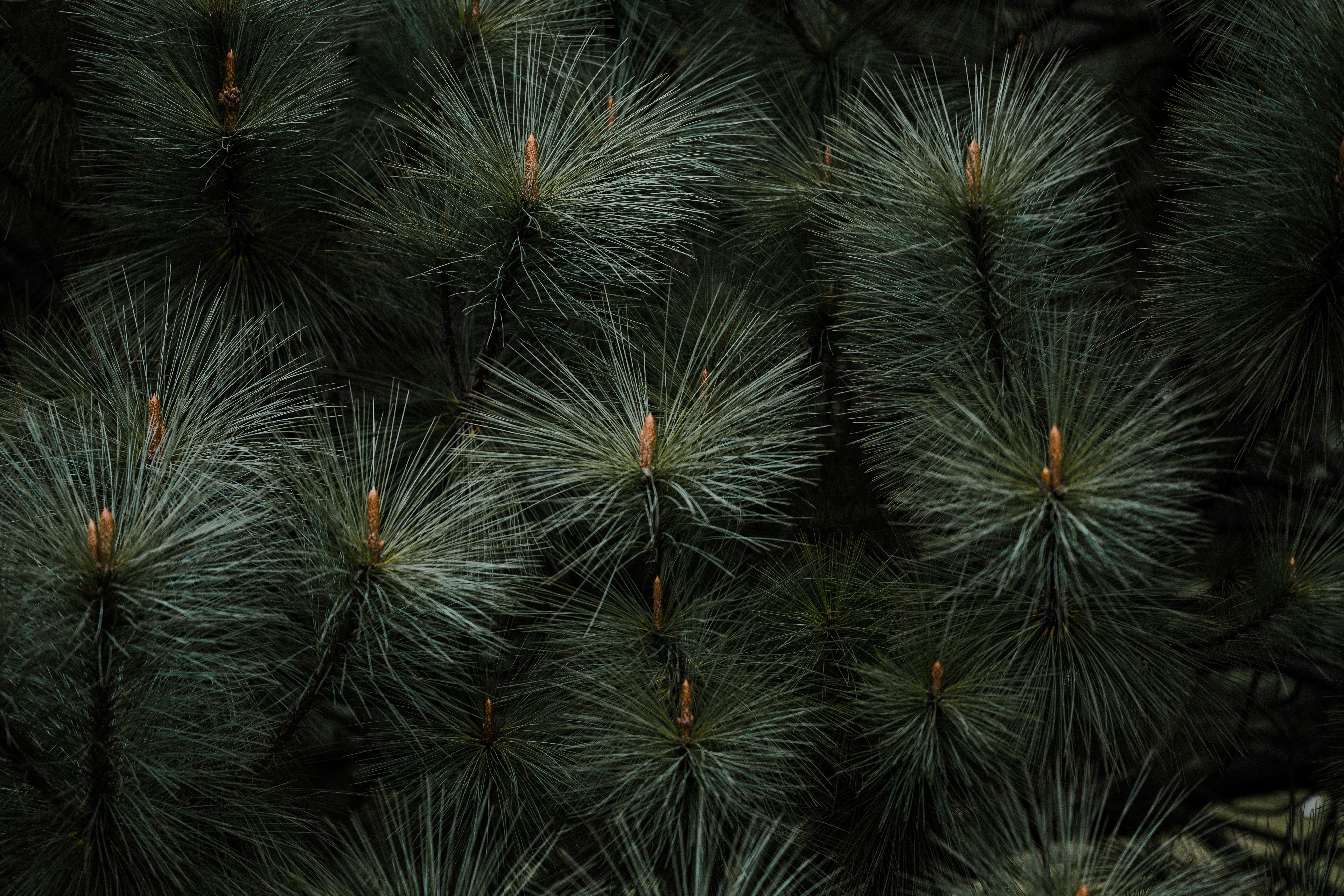Dense clusters of pine needles with fresh green tips against a dark backdrop, showcasing the intricate textures of nature.
