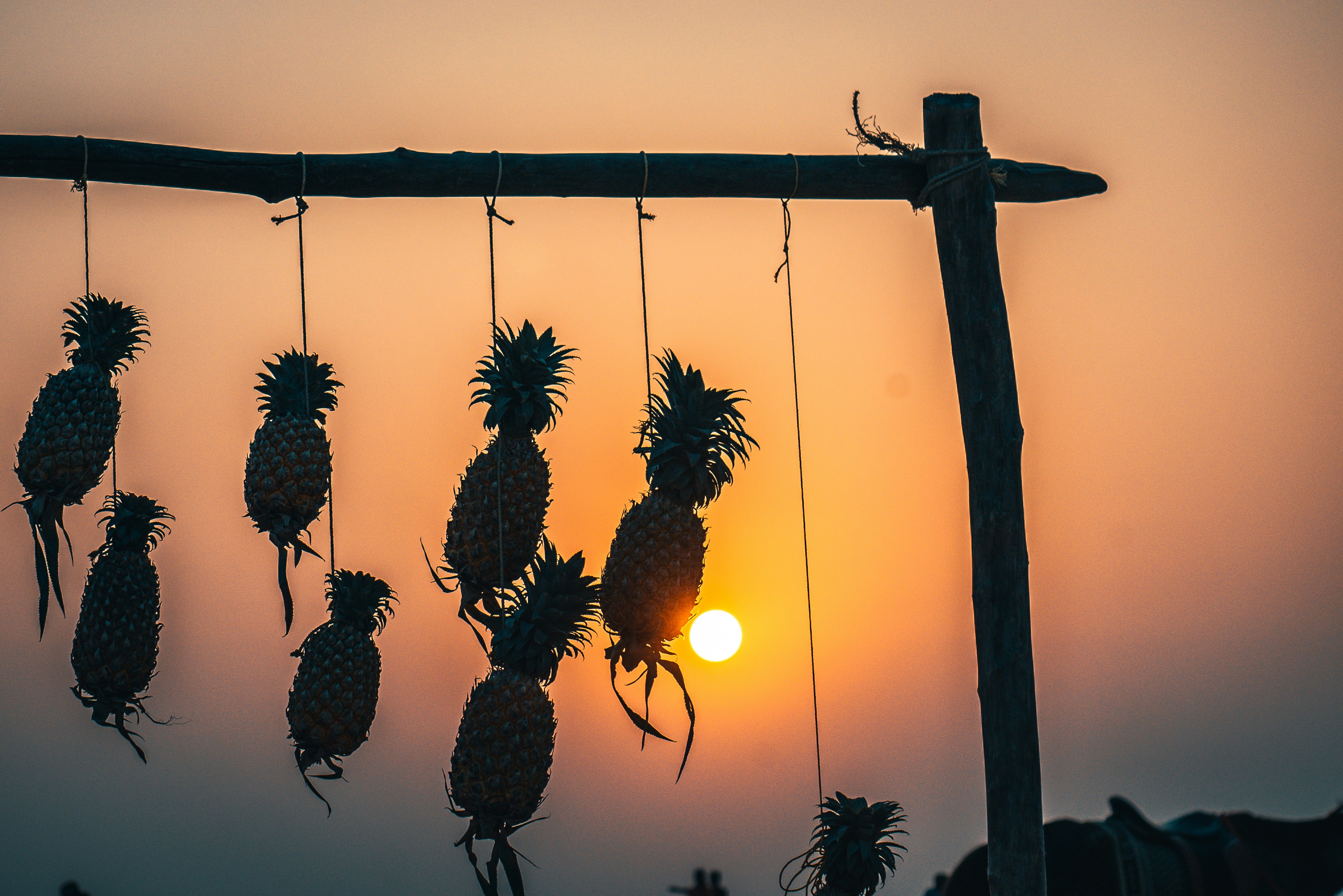 Sunset Strings: Dangling Pineapples Against a Golden Dusk