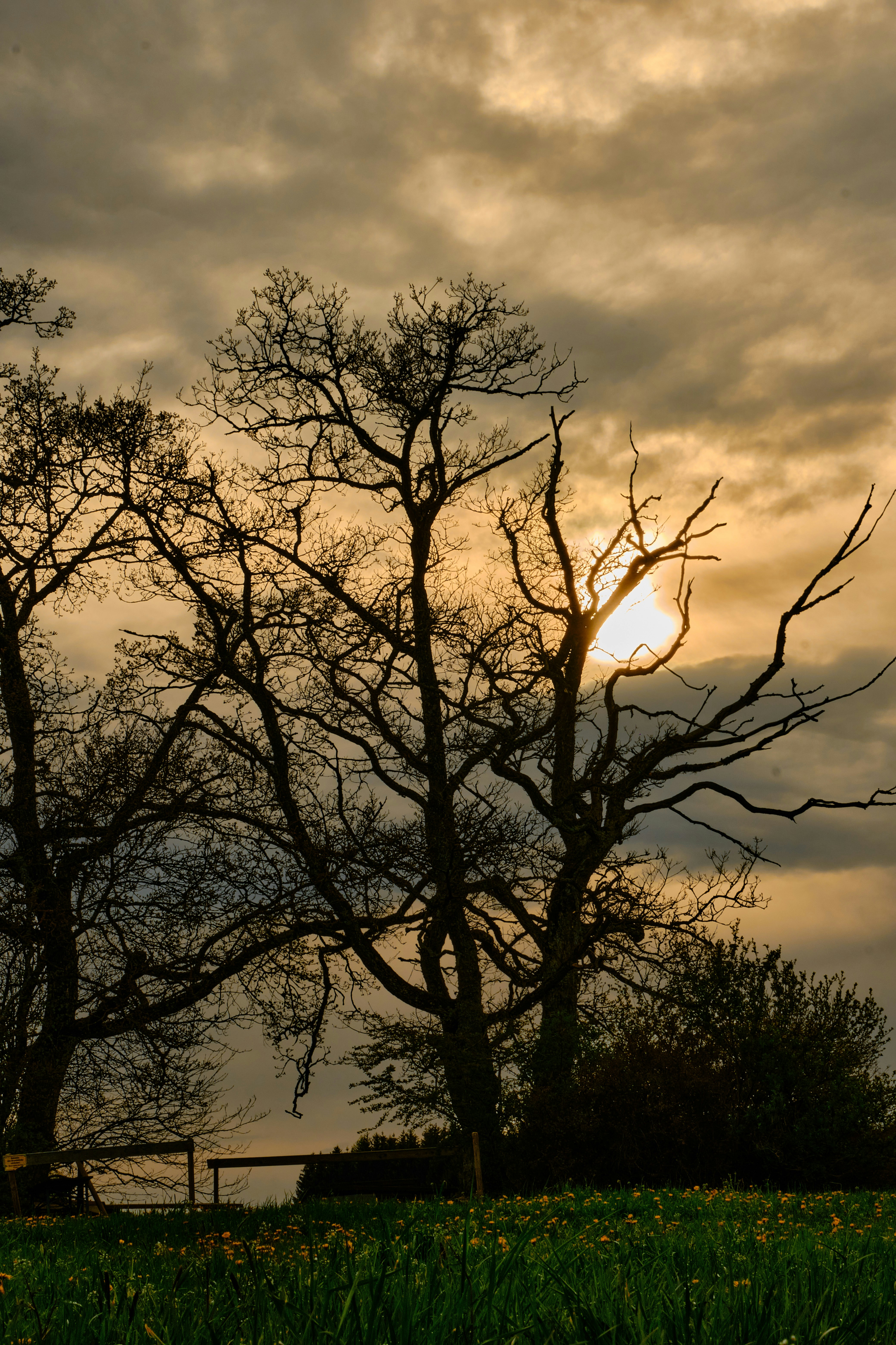 Crown of Twilight: Sunlight Woven Through Weathered Branches