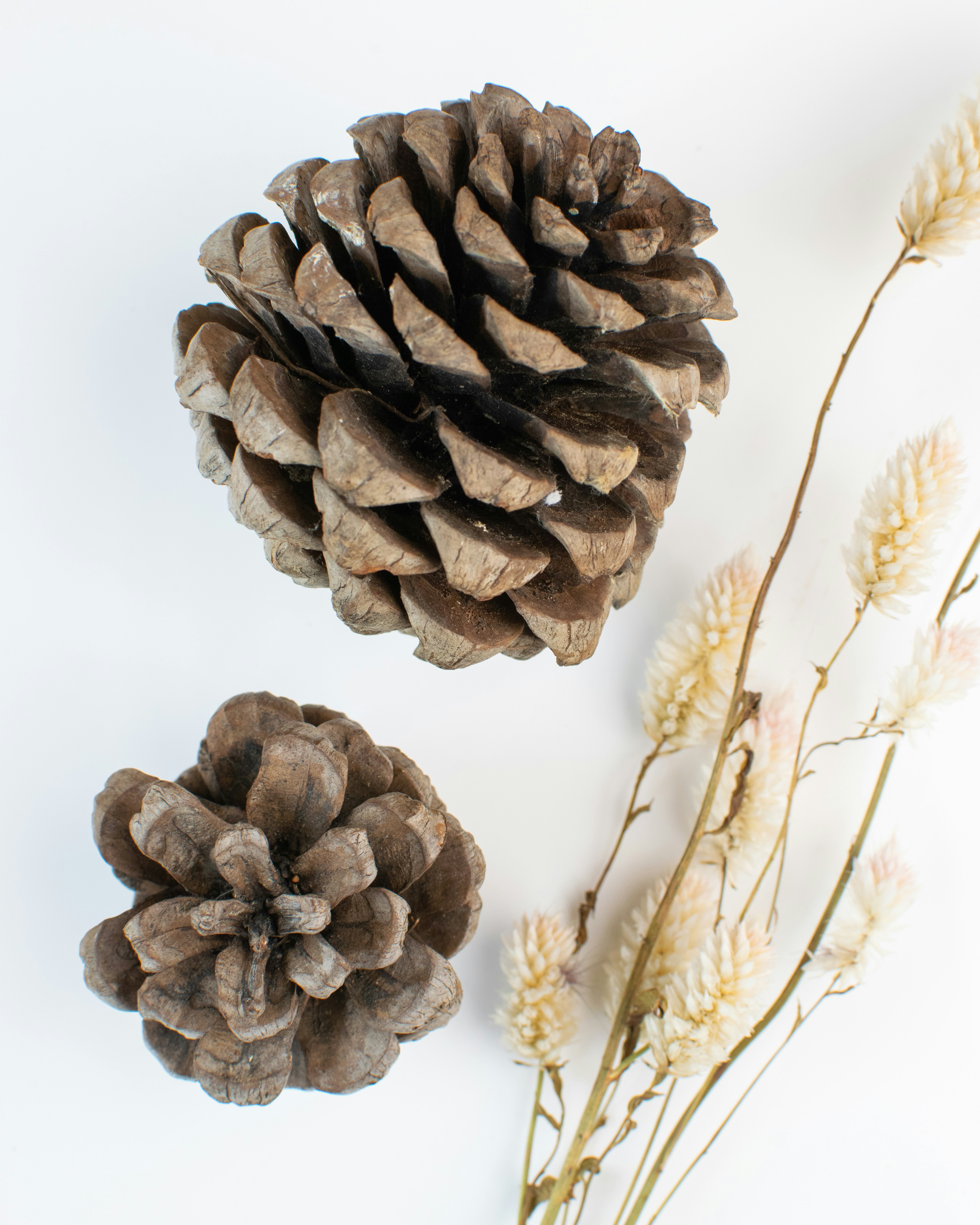Two pine cones nestled among delicate dried floral elements on a clean backdrop.