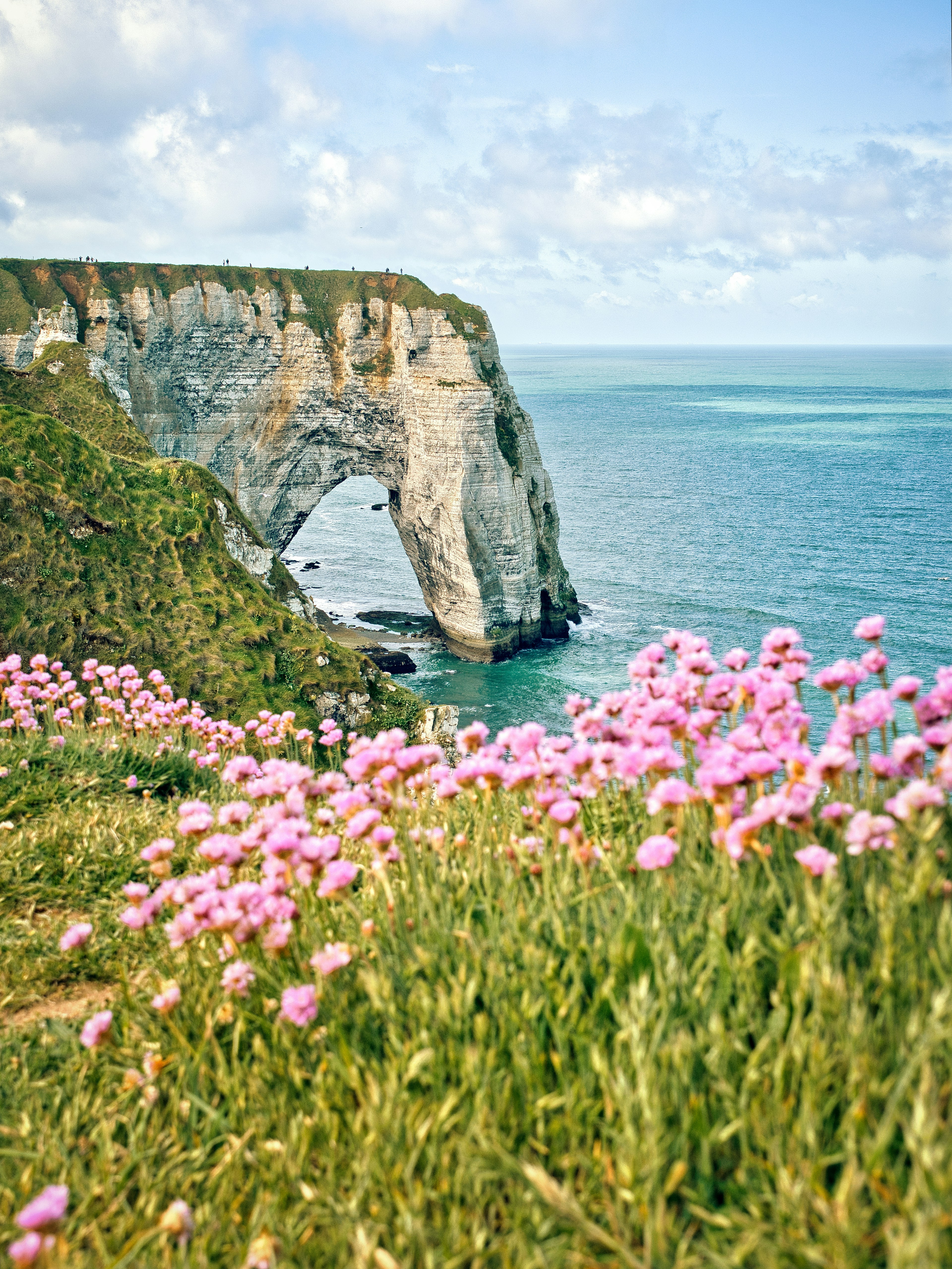 pink flowers beside brown rock formation