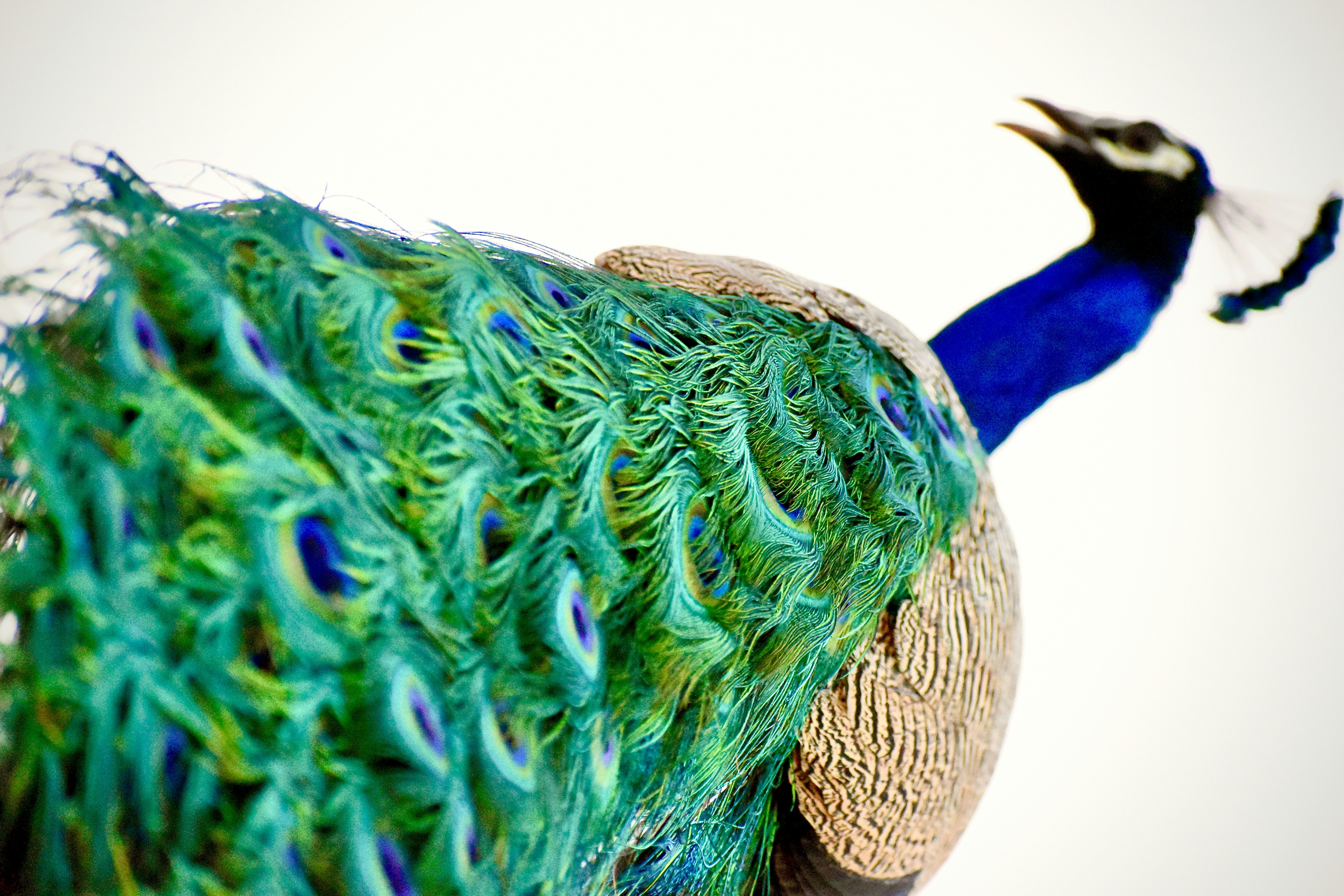 Emerald Veil, Indigo Crown: A Peacock Close-Up on Iridescent Feathers and a Vivid Blue Neck