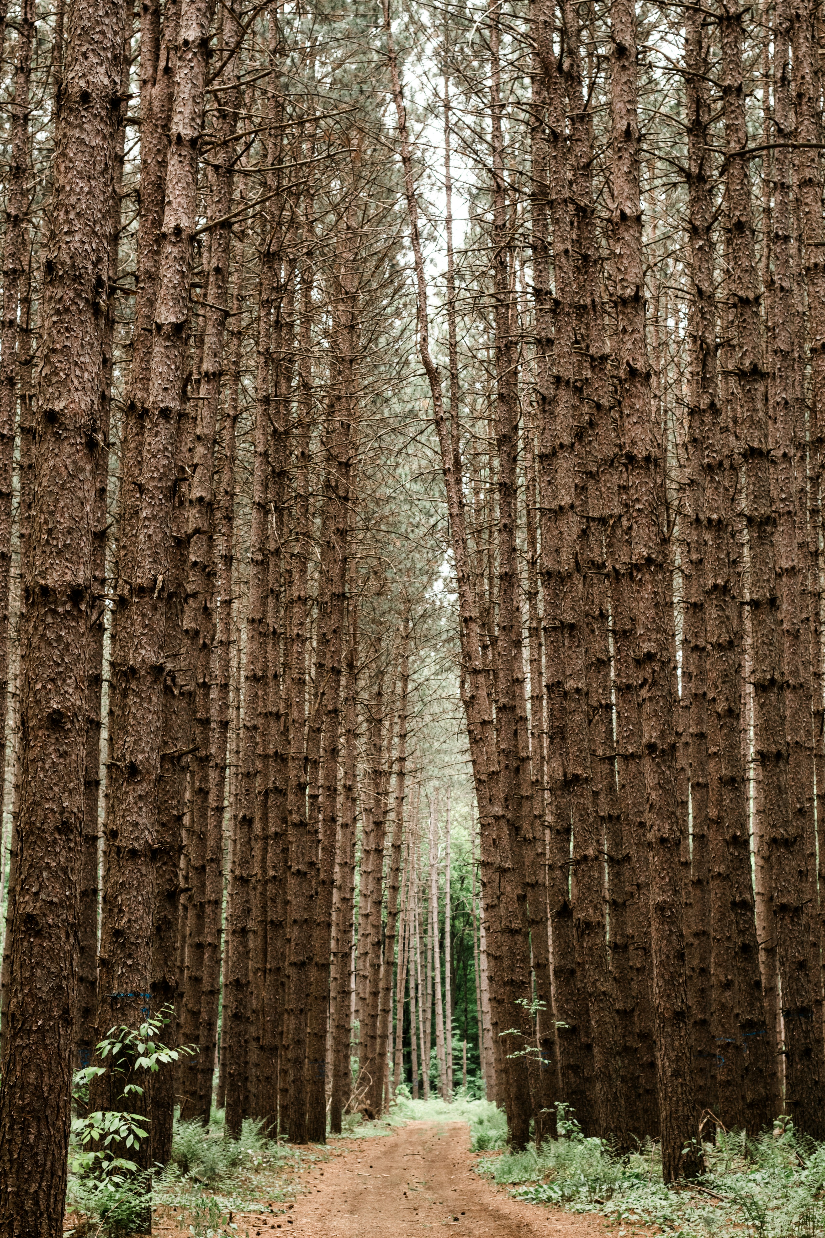 Sepia Corridor: Pines Narrow Toward a Green Glow