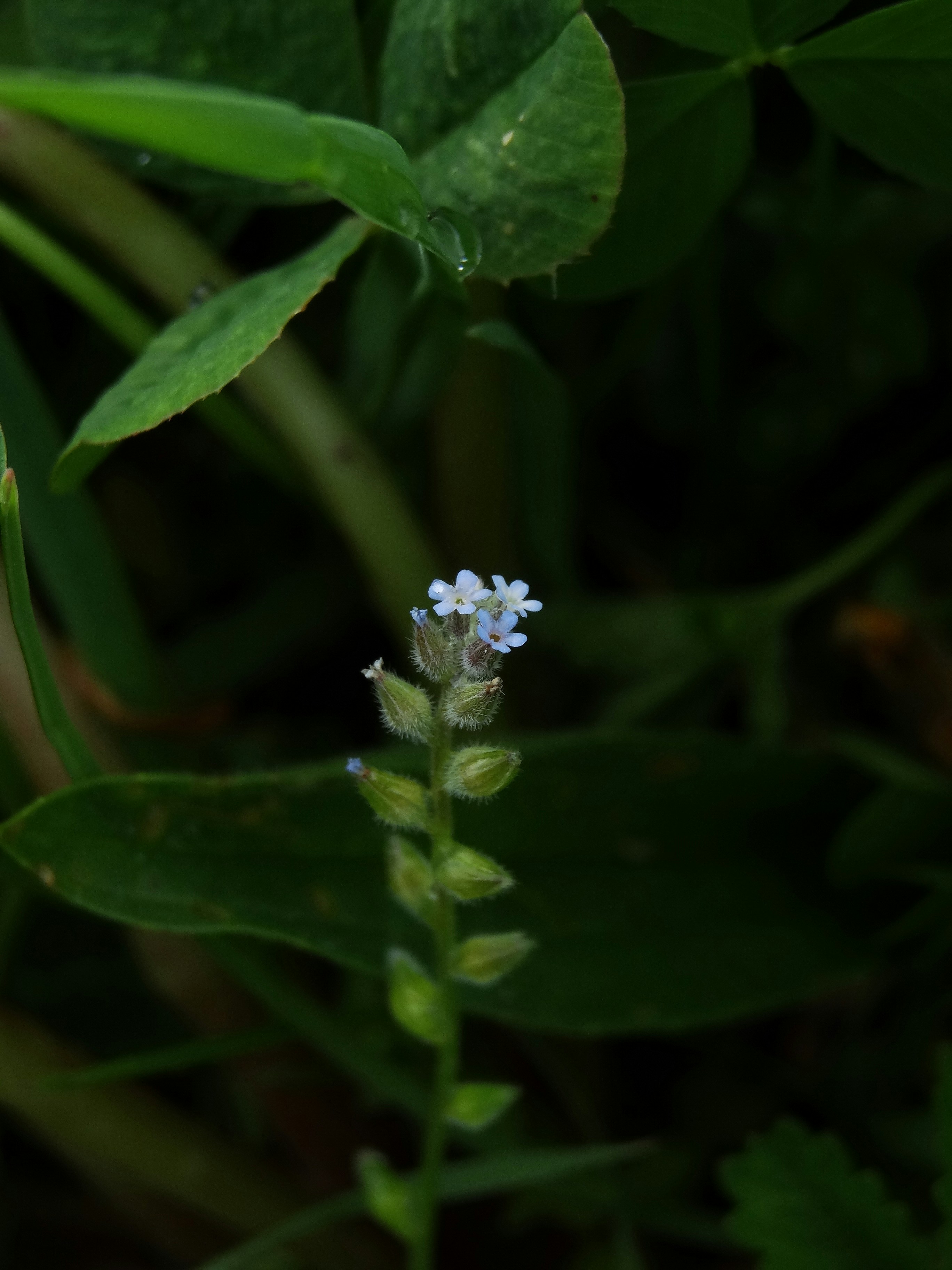 A delicate blue flower stands tall among lush green foliage, embodying the tranquility of a natural setting.