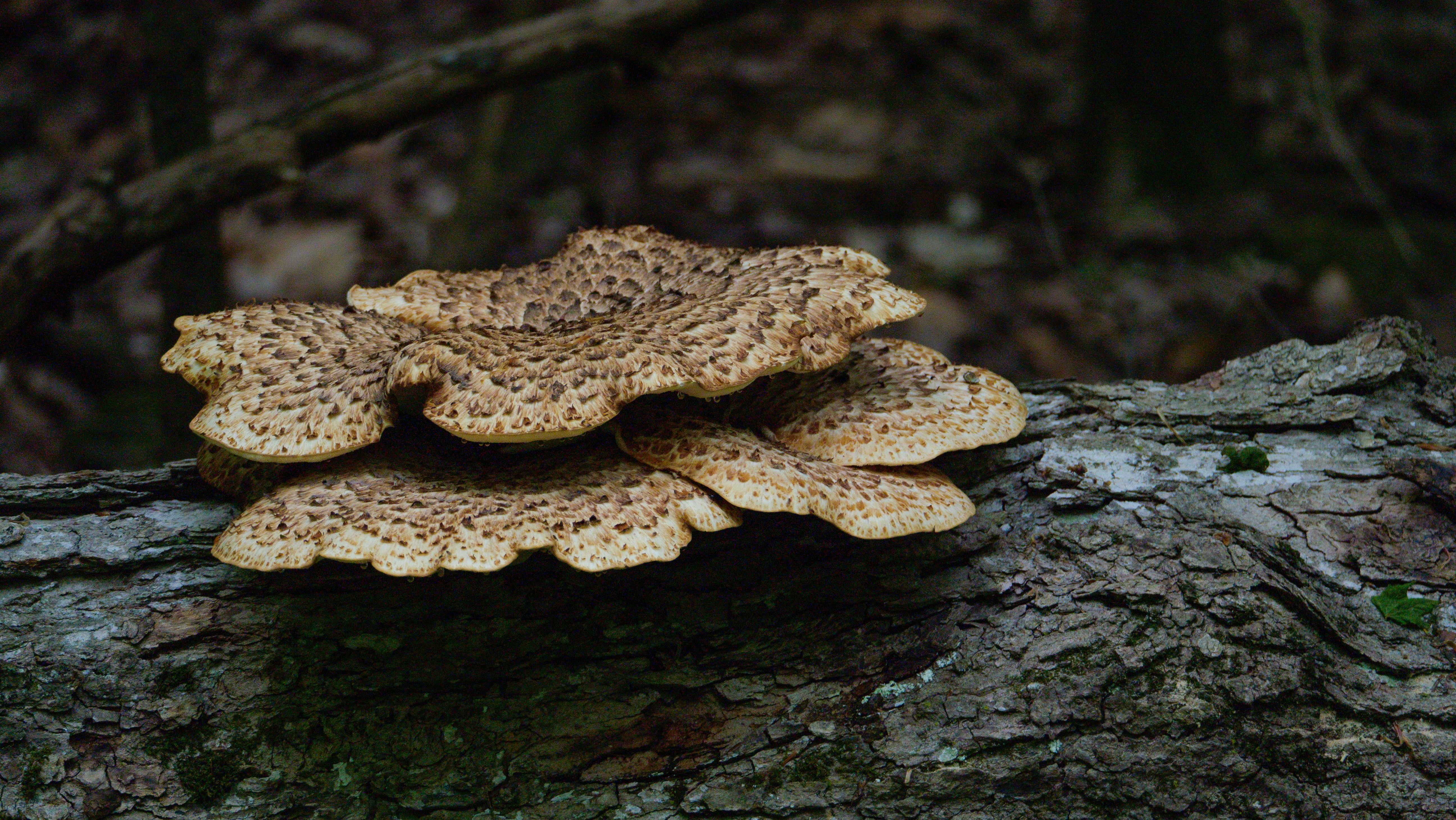 Tiered Shelf Fungi on a Weathered Log in Dappled Forest Shade