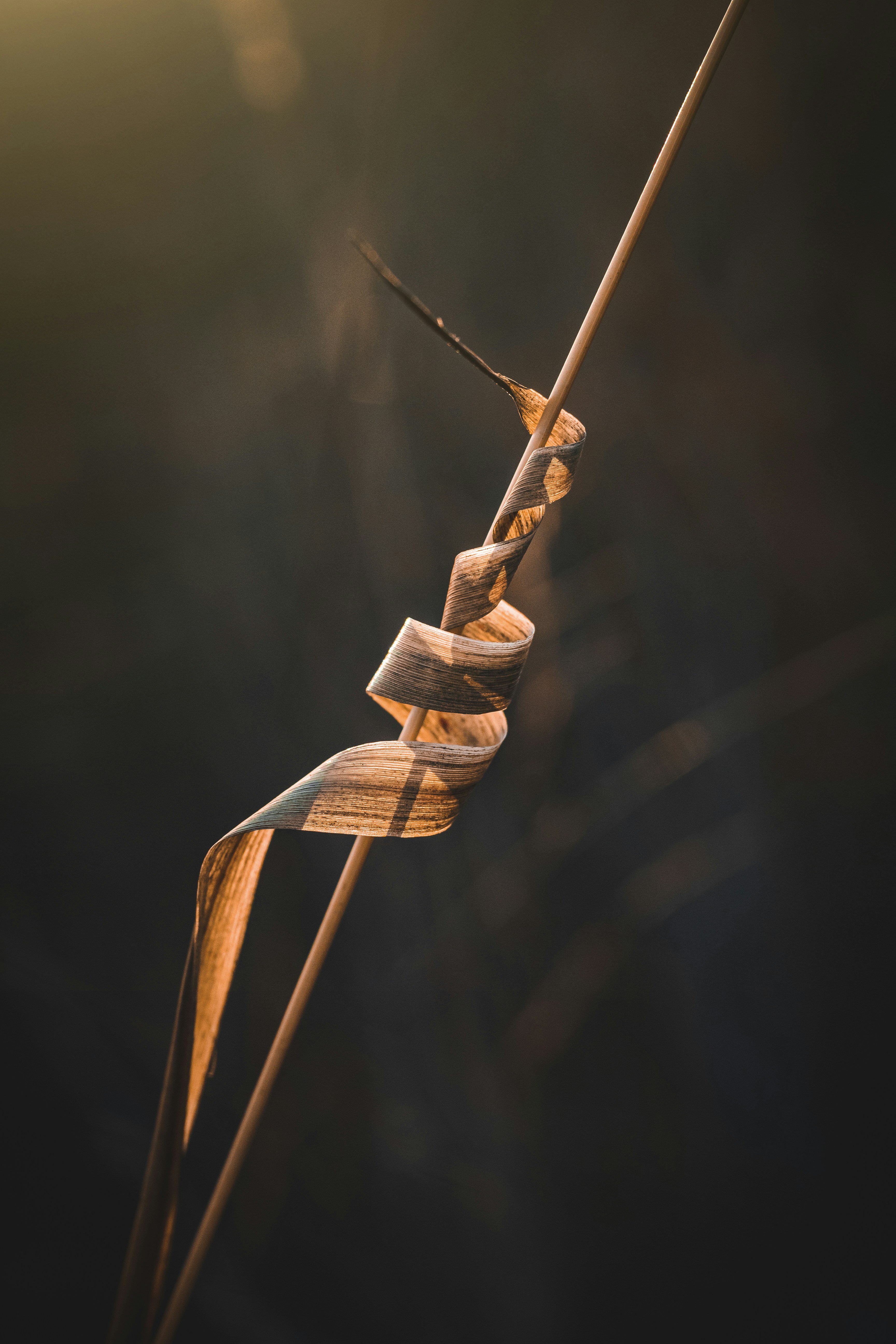 A spiraled blade of grass illuminated by soft sunlight against a blurred dark background.