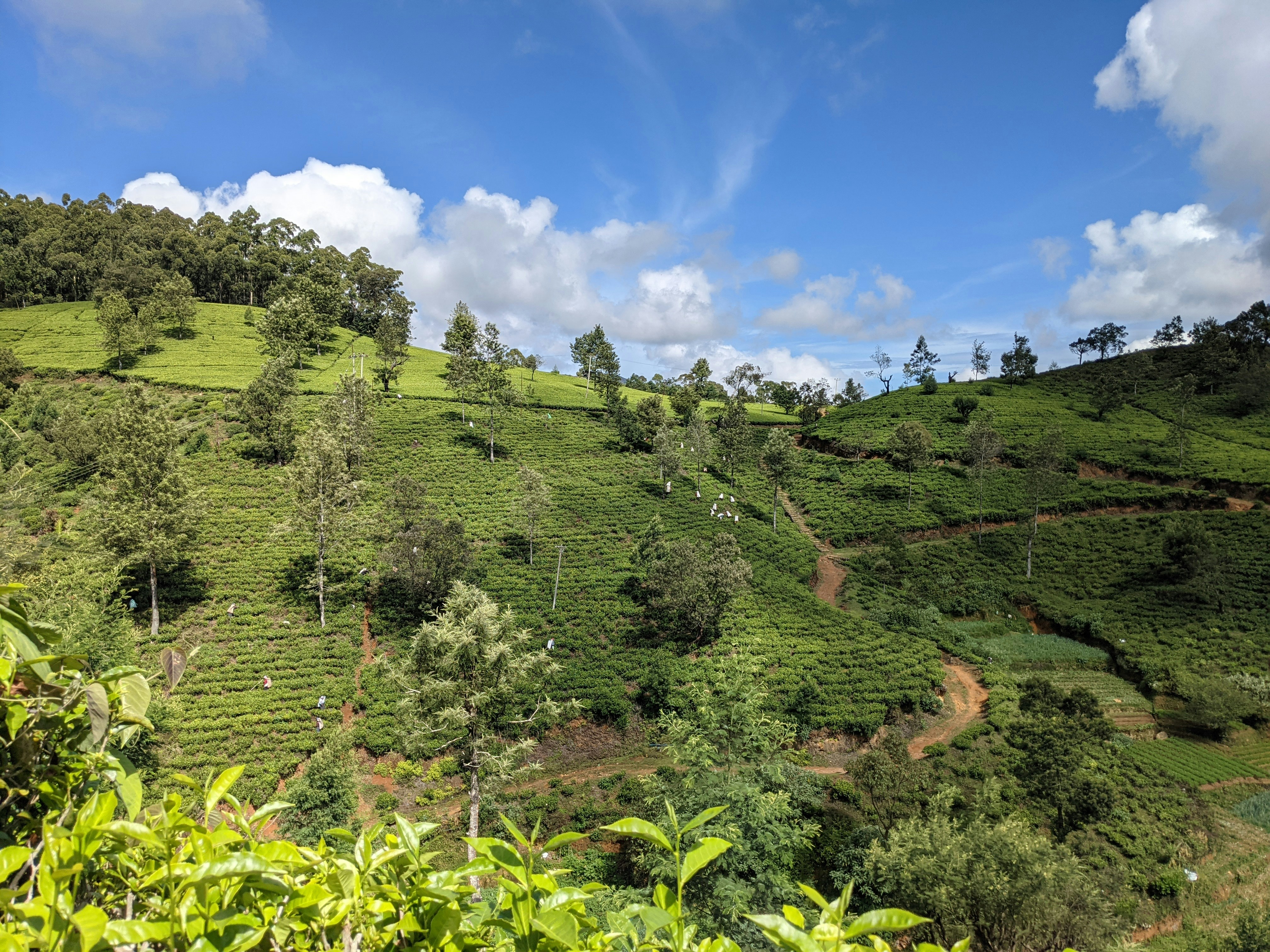 Vast green tea plantations cascading over rolling hills under a bright blue sky with scattered clouds.
