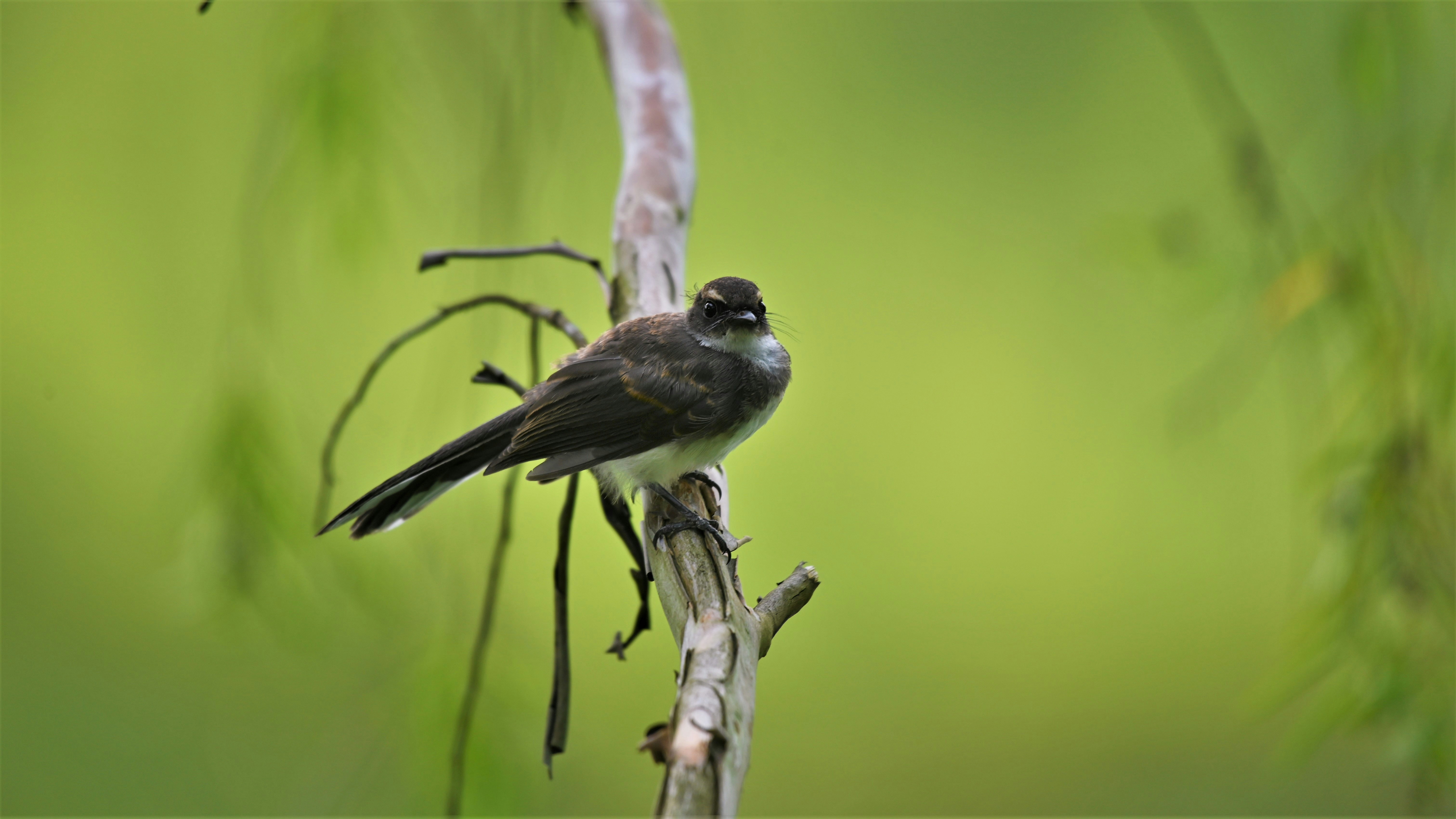 A small bird perched on a slender branch, surrounded by a soft, blurred green backdrop, showcasing its delicate features and alert demeanor.