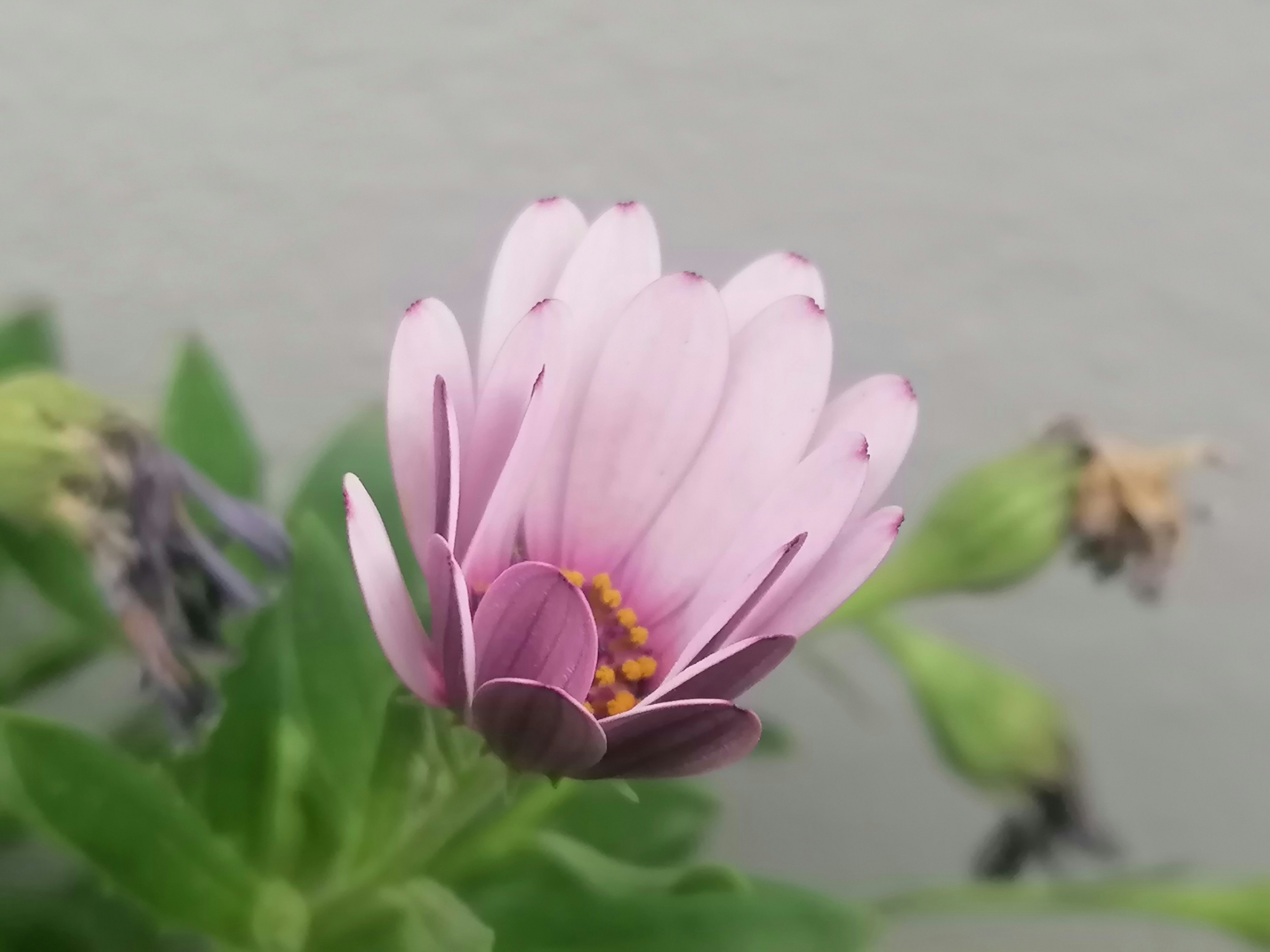 Delicate pink flower with layered petals and vibrant yellow center, surrounded by lush green leaves. 