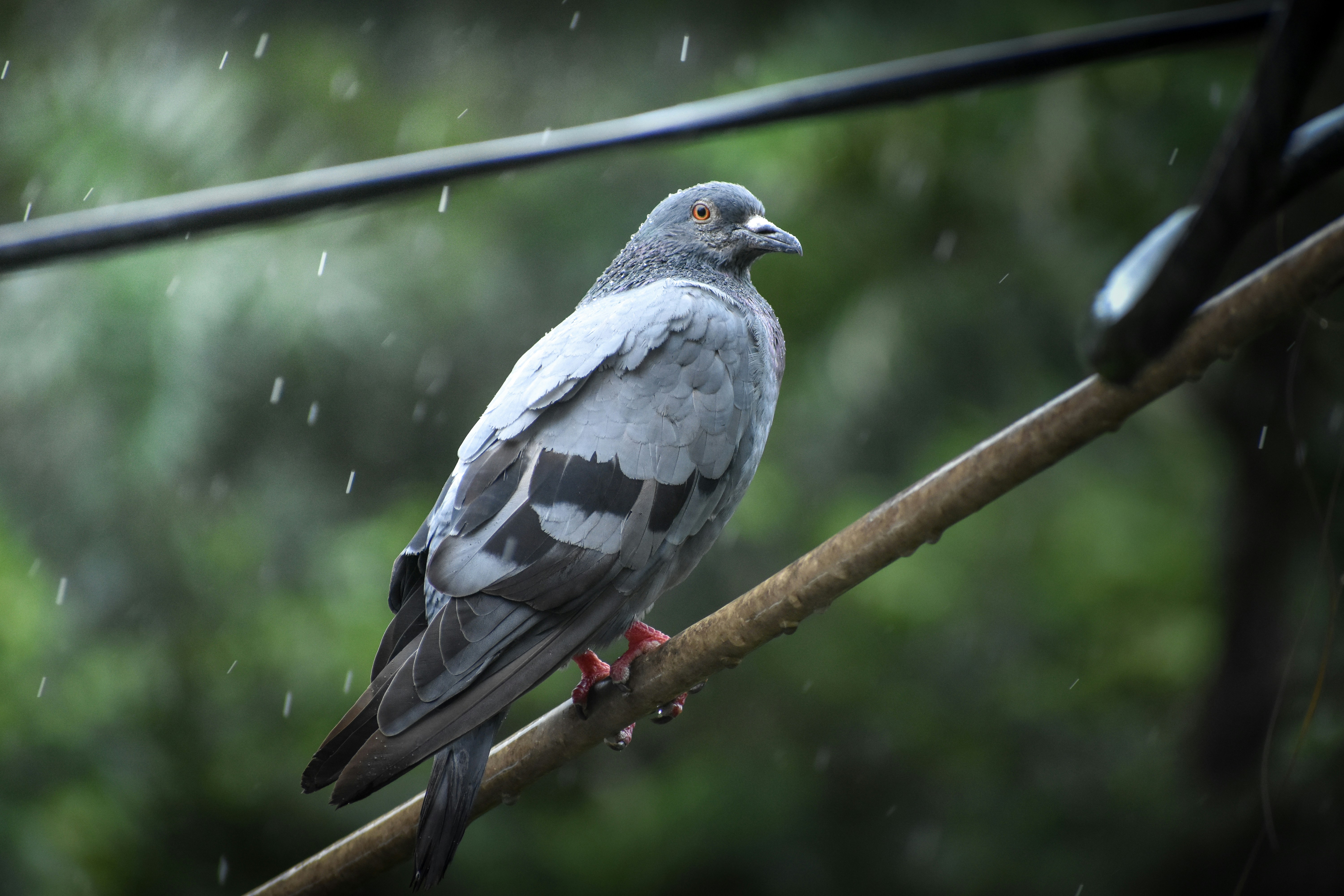 A gray pigeon perches on a rain-wet branch as light drizzle falls. The soft green background blur highlights the bird in this photograph.