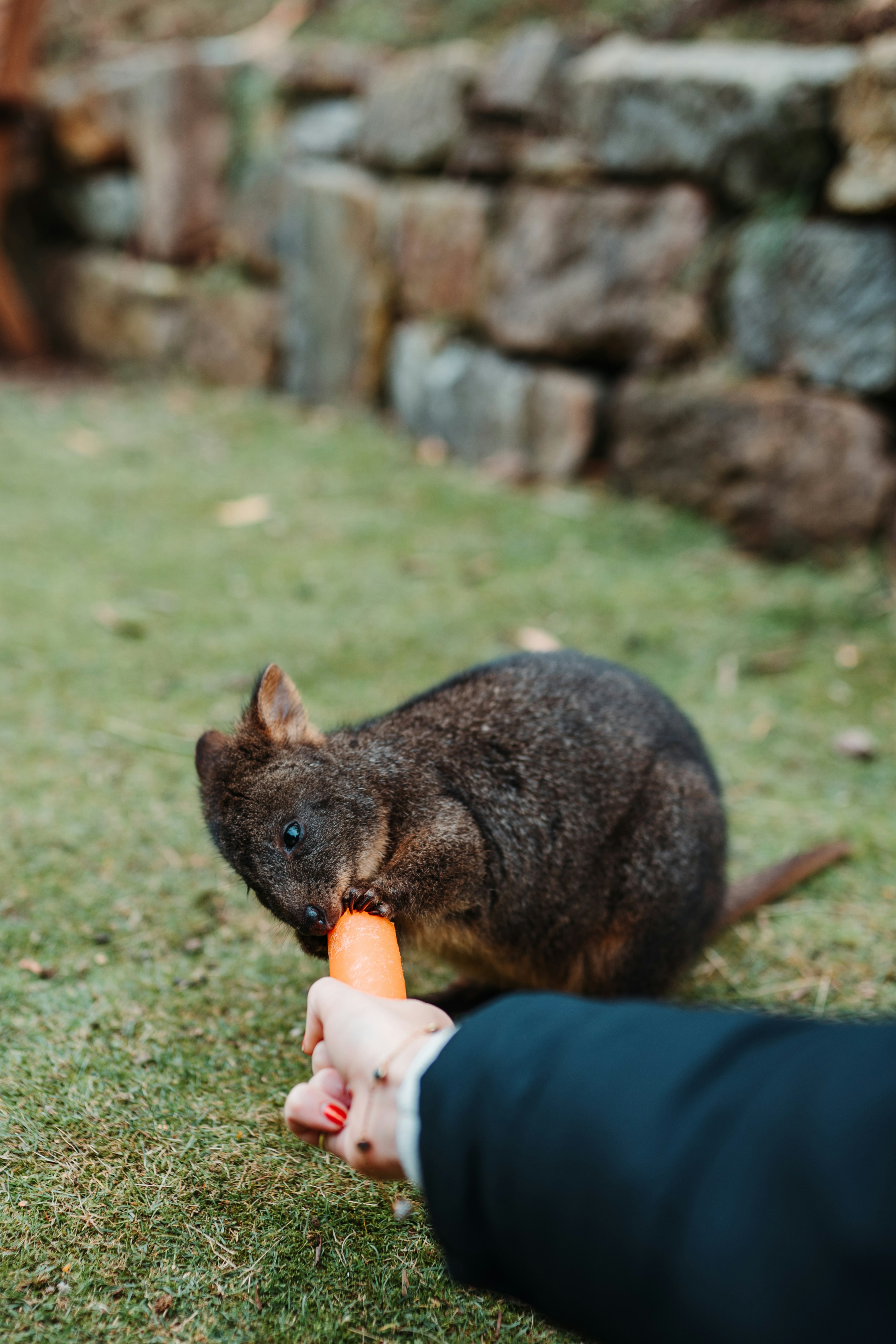Quokka enjoying a carrot offered by a person, set against a natural stone backdrop. The interaction highlights the charm of this friendly marsupial.