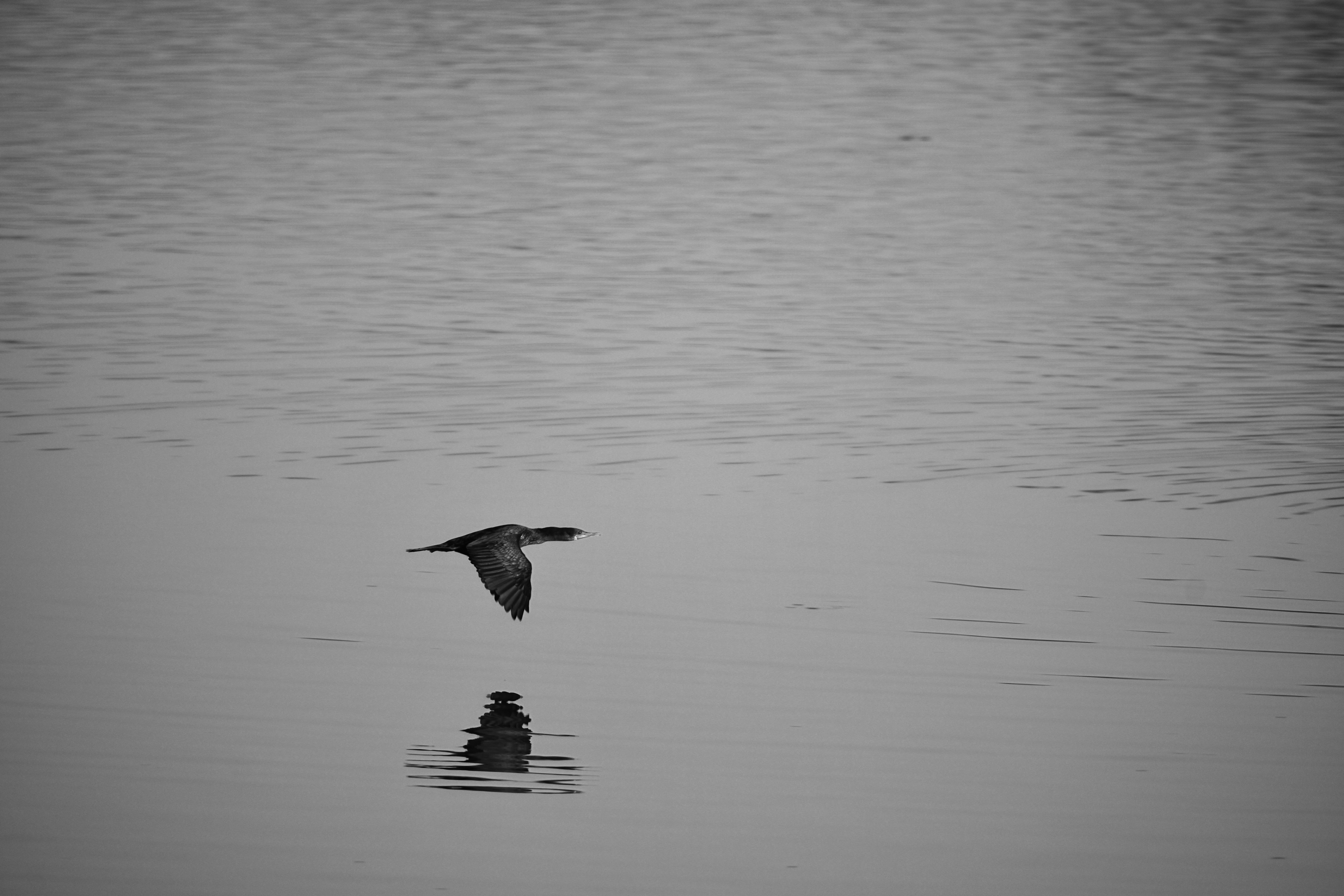 Gray bird flying over the sea photo – Free Bird Image on Unsplash