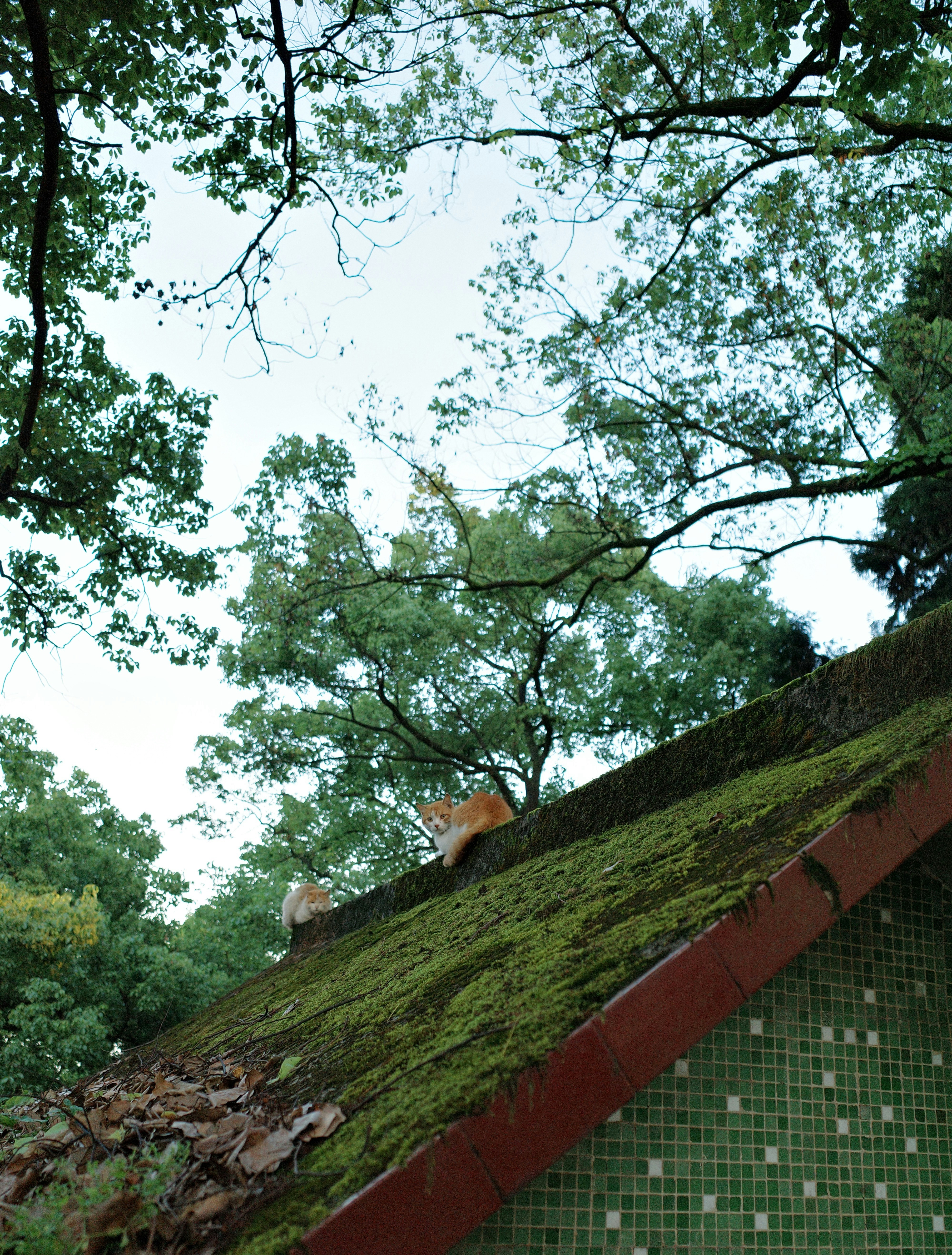 Two orange cats perched on a moss-covered roof beneath a leafy canopy