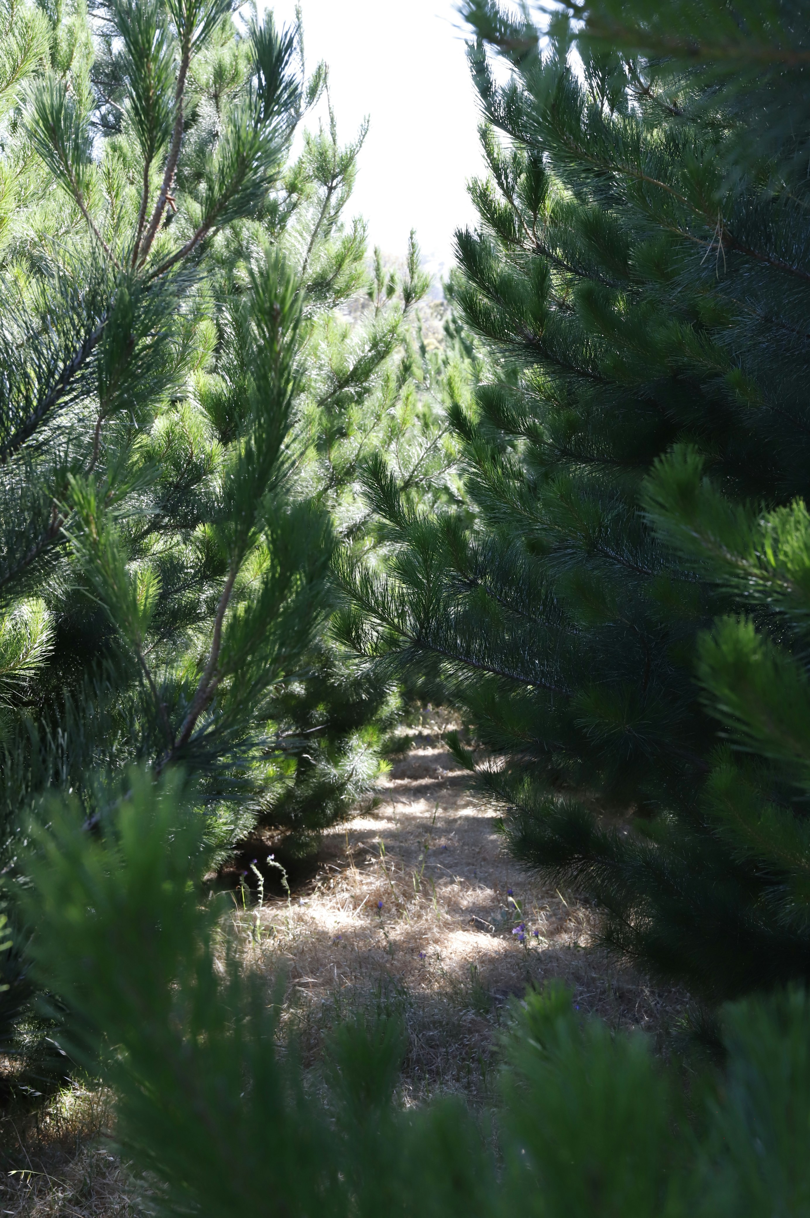 Sunlit Pine Corridor: Narrow Trail Between Towering Greens
